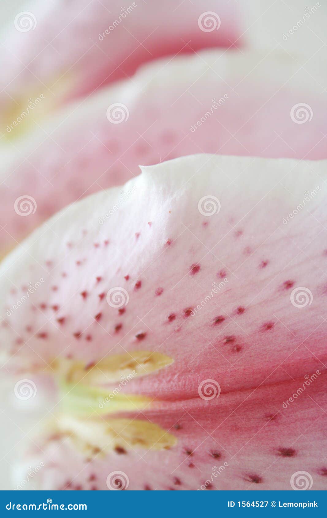 Abstract Petal Made Background Stock Image - Image of perfume, nature ...