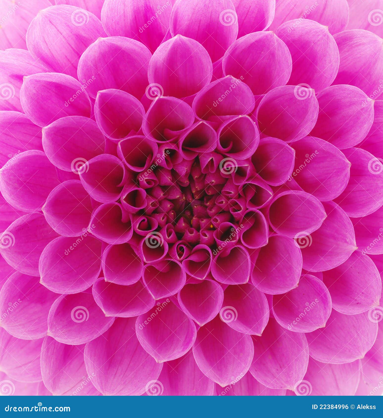 Abstract petals stock photo. Image of pink, summer, blossom - 22384996