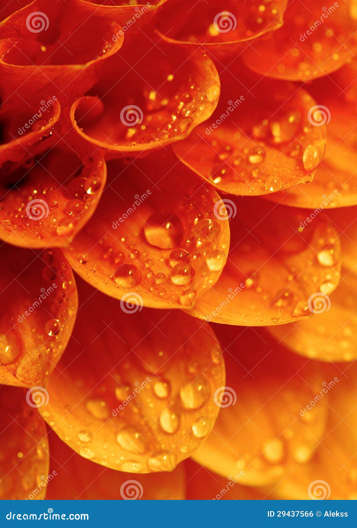 Abstract petals stock photo. Image of close, daisy, nature - 29437566