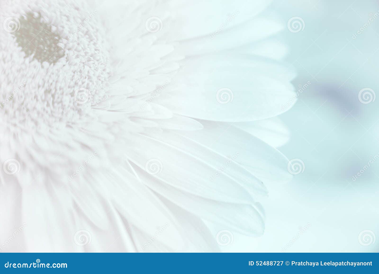 Abstract petals flower stock image. Image of flowers - 52488727