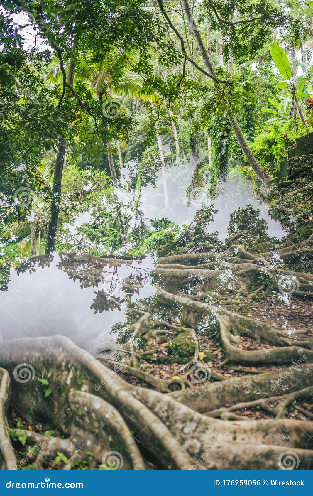 Abstract Photo of the Forest Floor and Tree Canopy Stock Photo - Image ...
