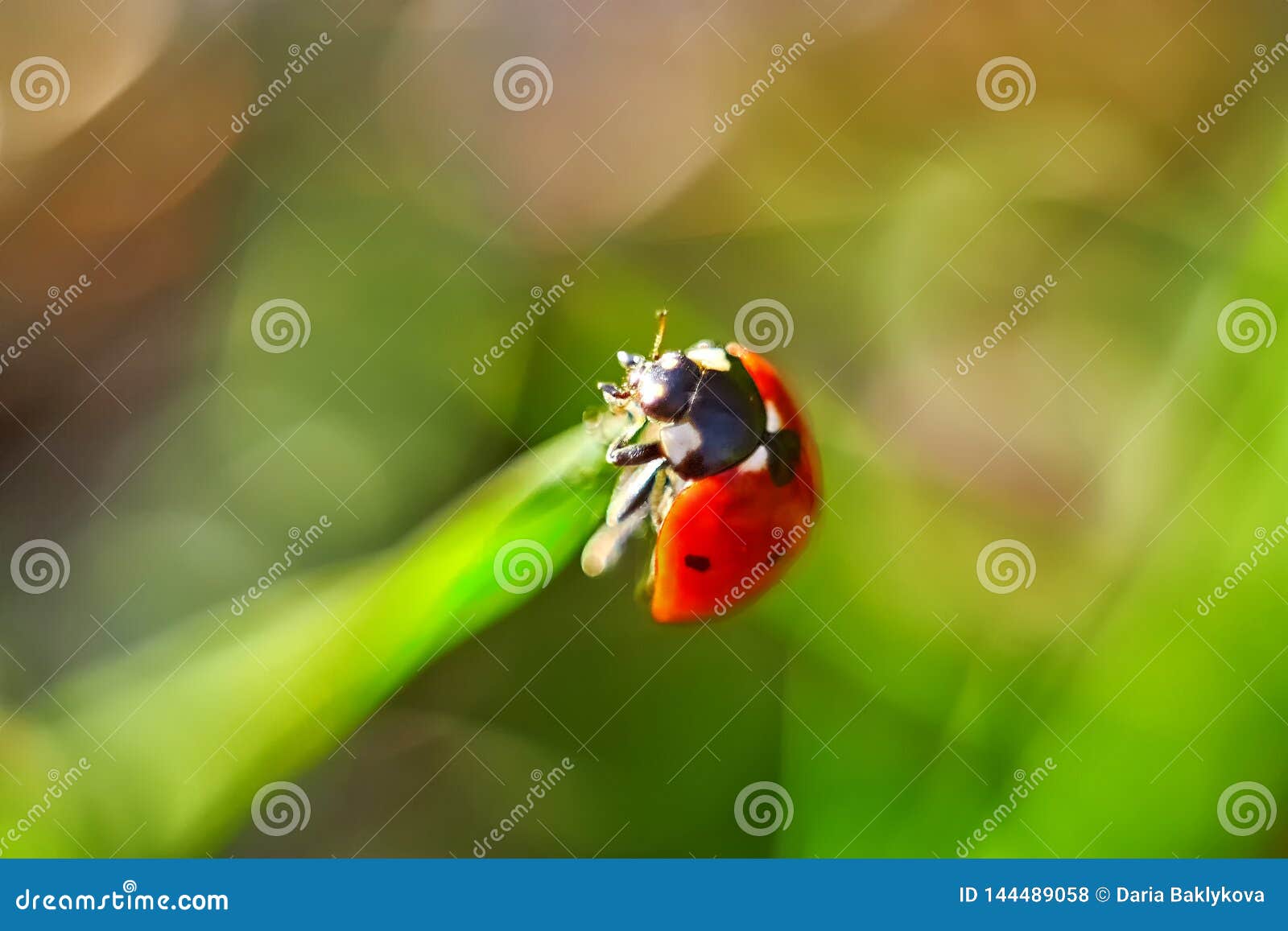 Abstract photo of ladybug stock photo. Image of macro - 144489058