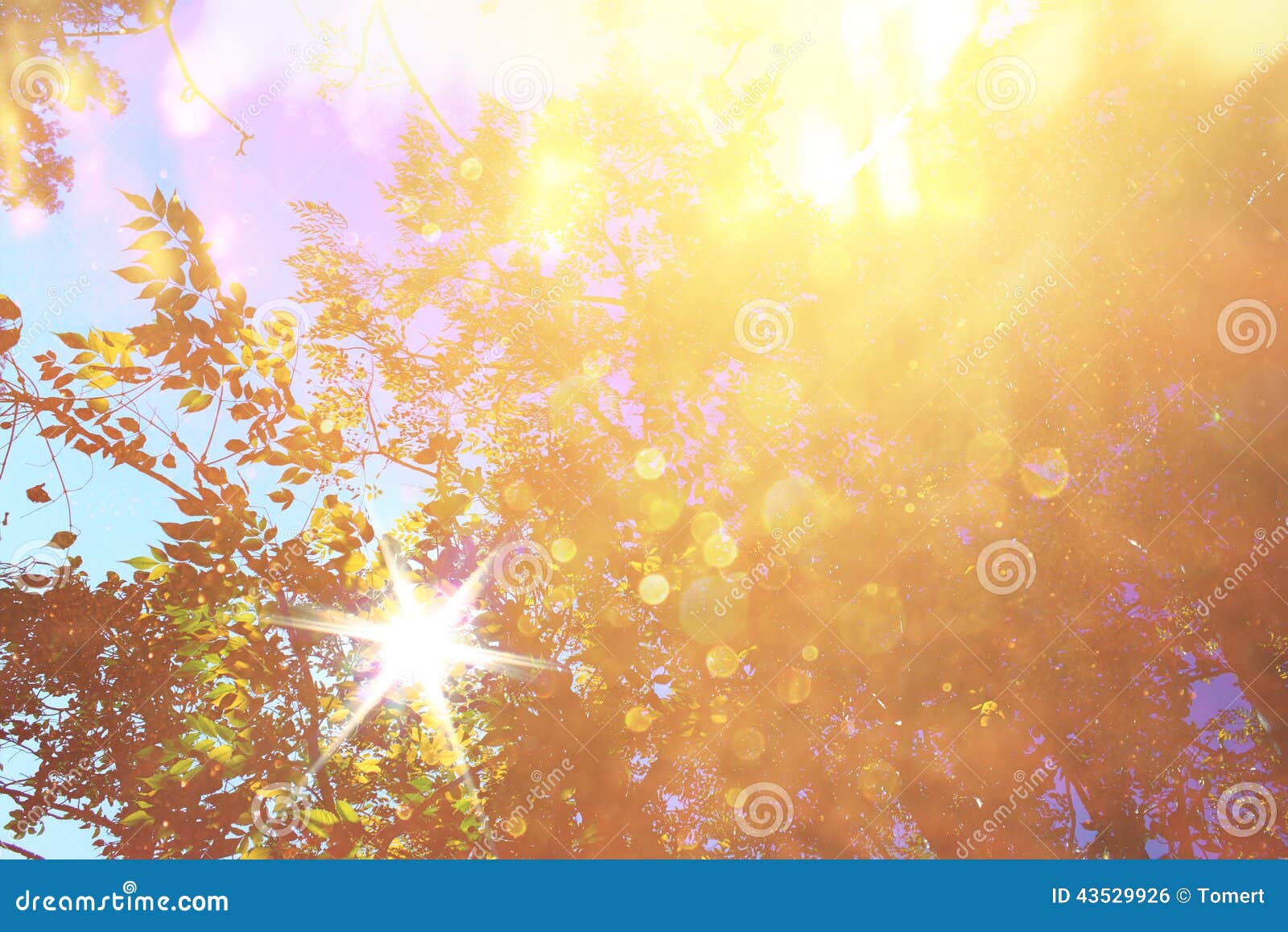 Abstract Photo of Light Burst among Trees and Glitter Bokeh Lights ...