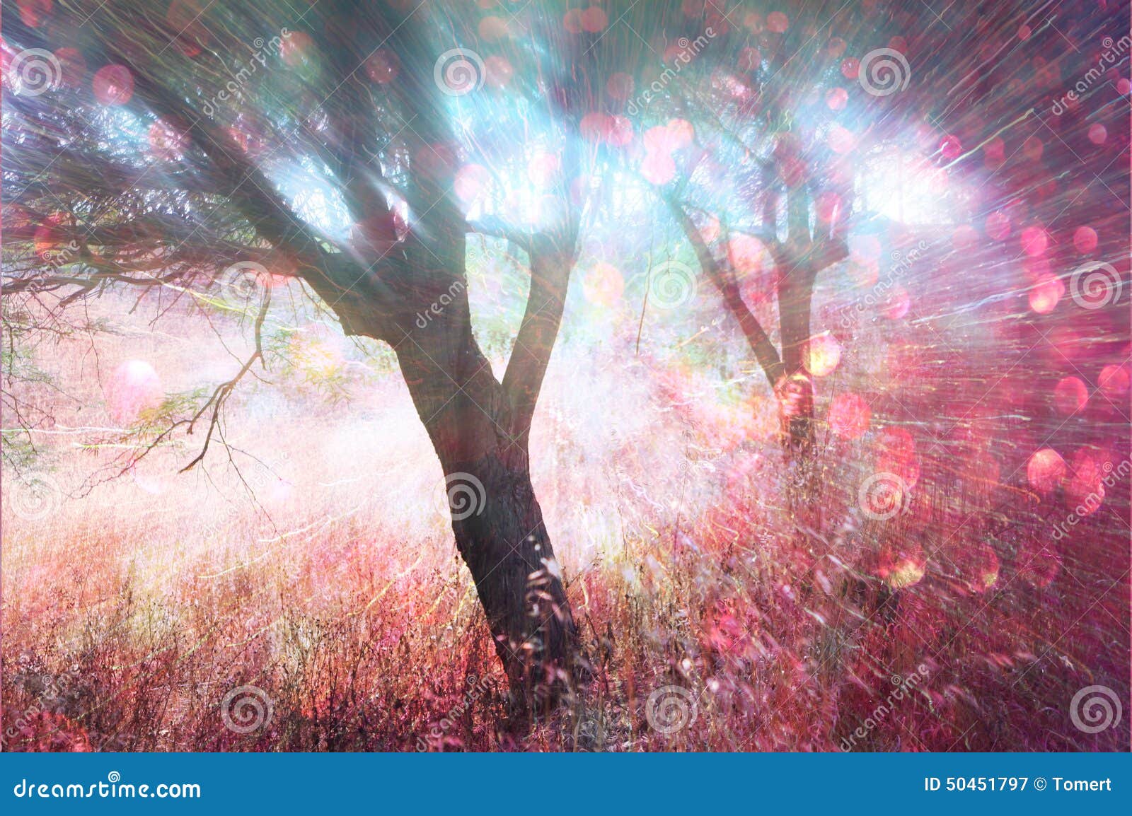 Abstract Photo of Light Burst among Trees and Glitter Bokeh Lights ...