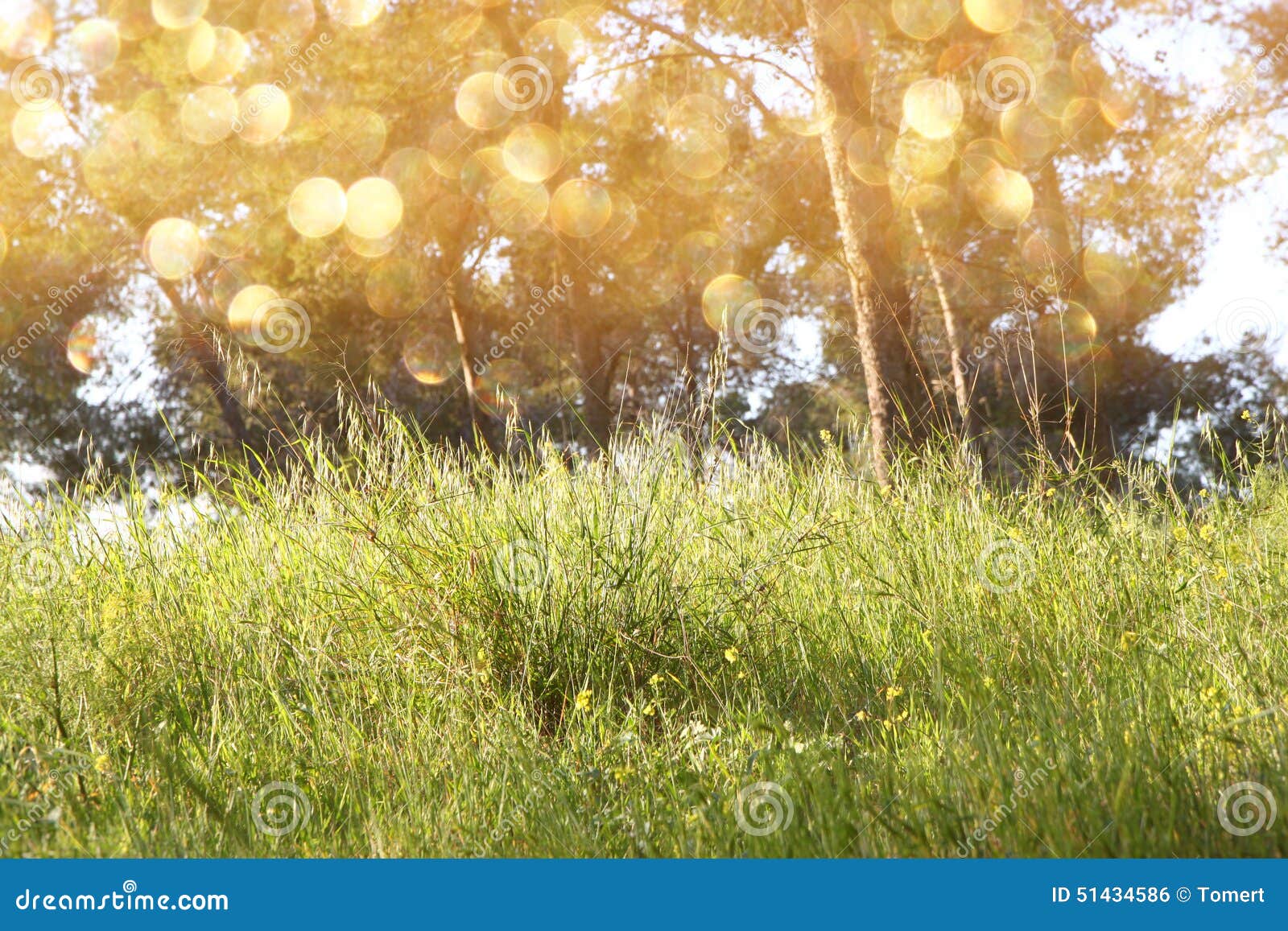 Abstract Photo of Light Burst among Trees and Glitter Bokeh Lights ...
