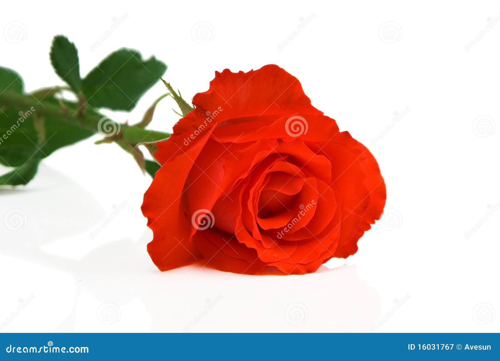 Abstract Photo of Rose Flower Stock Image - Image of beautiful ...