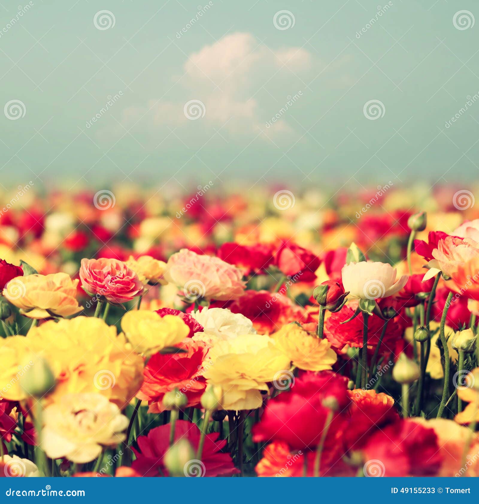 Abstract Photo of Wild Flower Field Stock Image - Image of exciting ...