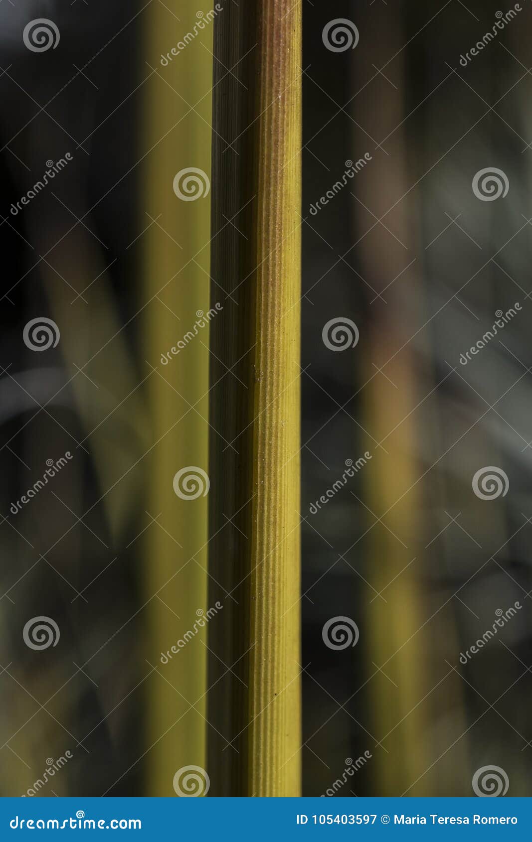 Abstract Photography of Singular Leaf Stock Image - Image of brochure ...