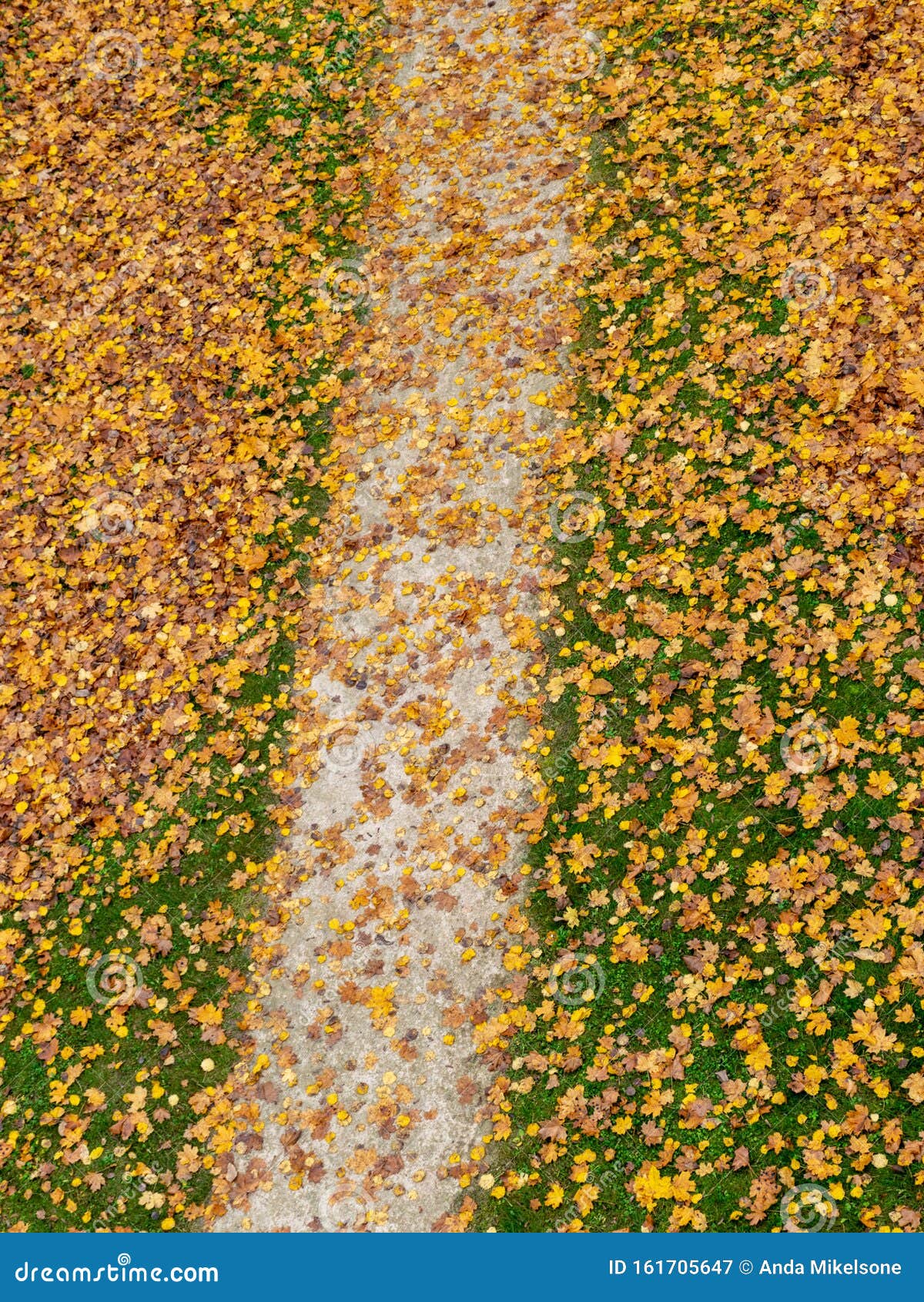 Picture with Beautiful Leaf Pattern on the Ground, Top View, Suitable ...