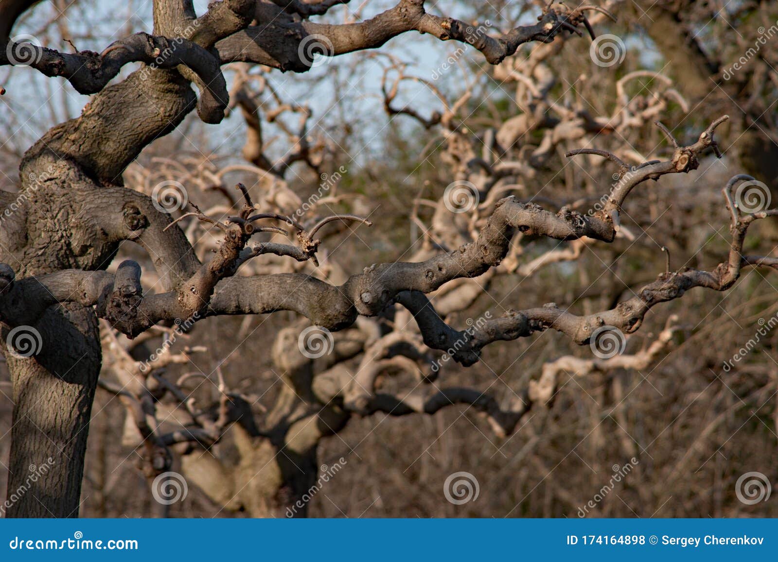 Abstract Picture of Curved Tree Branches Stock Photo - Image of bright ...