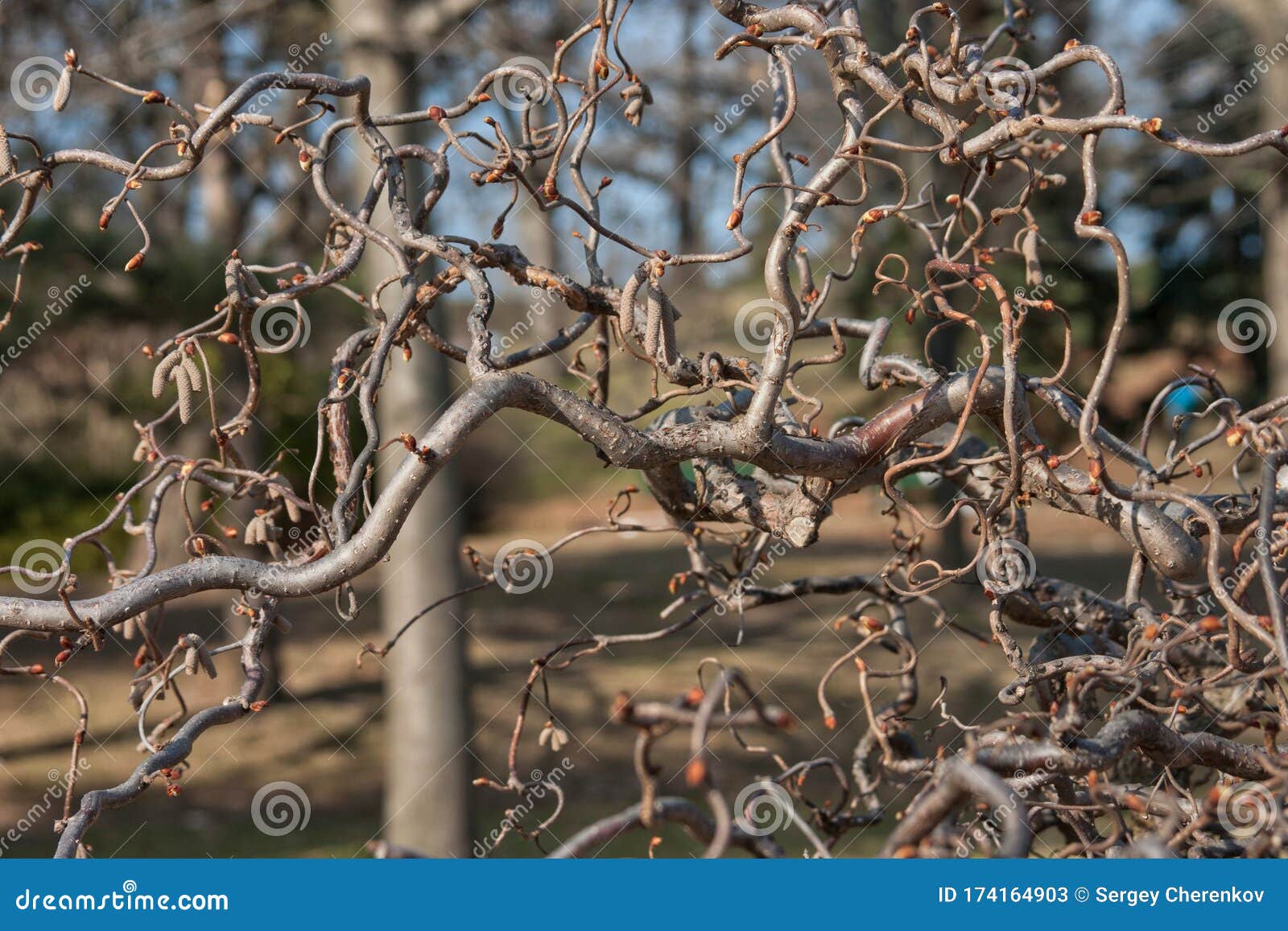 Abstract Picture of Curved Tree Branches Stock Image - Image of brown ...