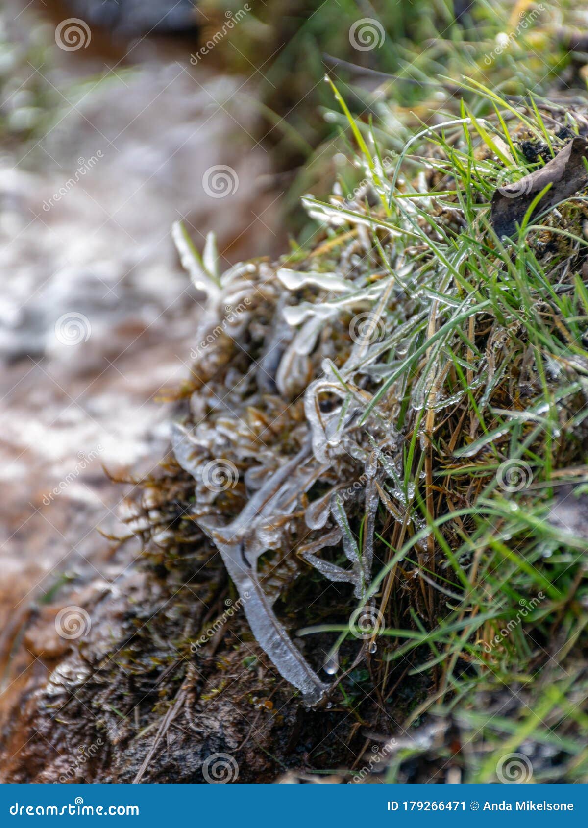 Abstract Picture with Ice Cubes Embracing Grass and Tree Roots Stock ...