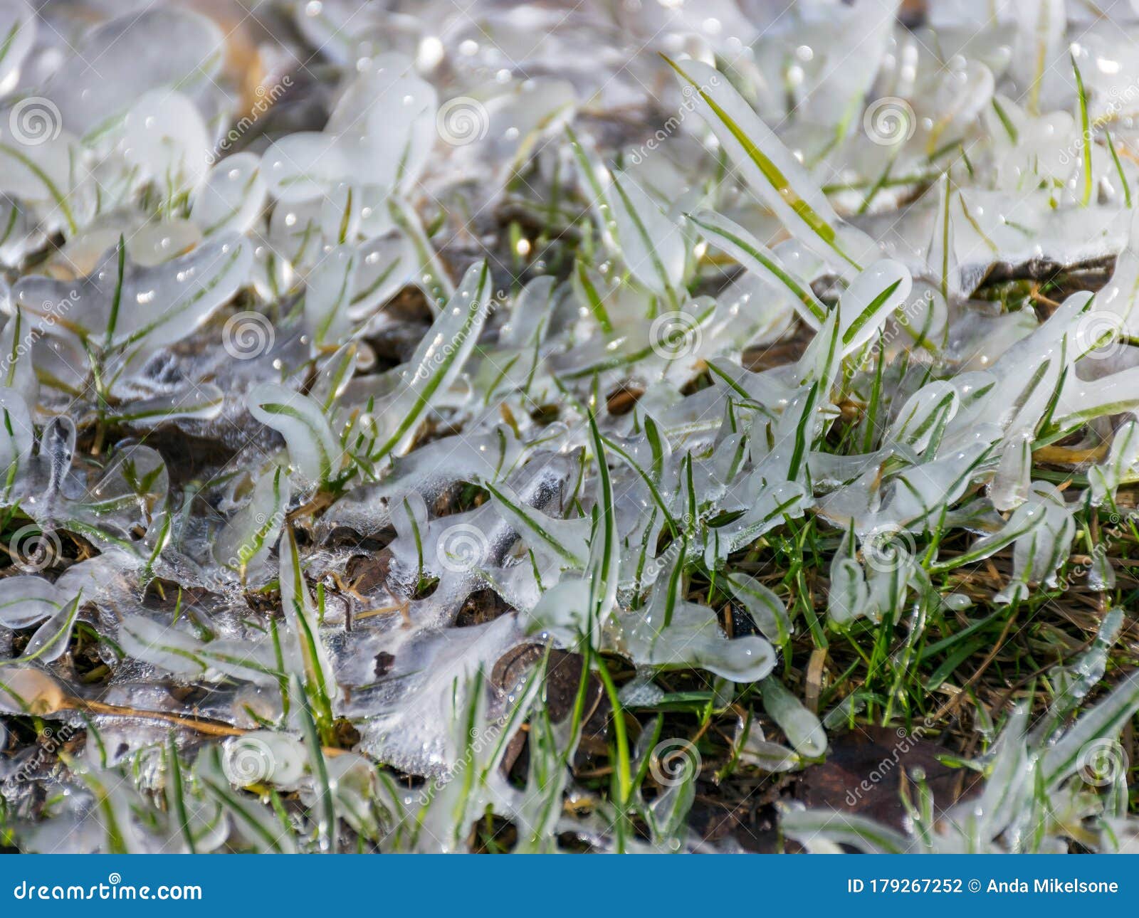 Abstract Picture with Ice Cubes Embracing Grass and Tree Roots Stock ...