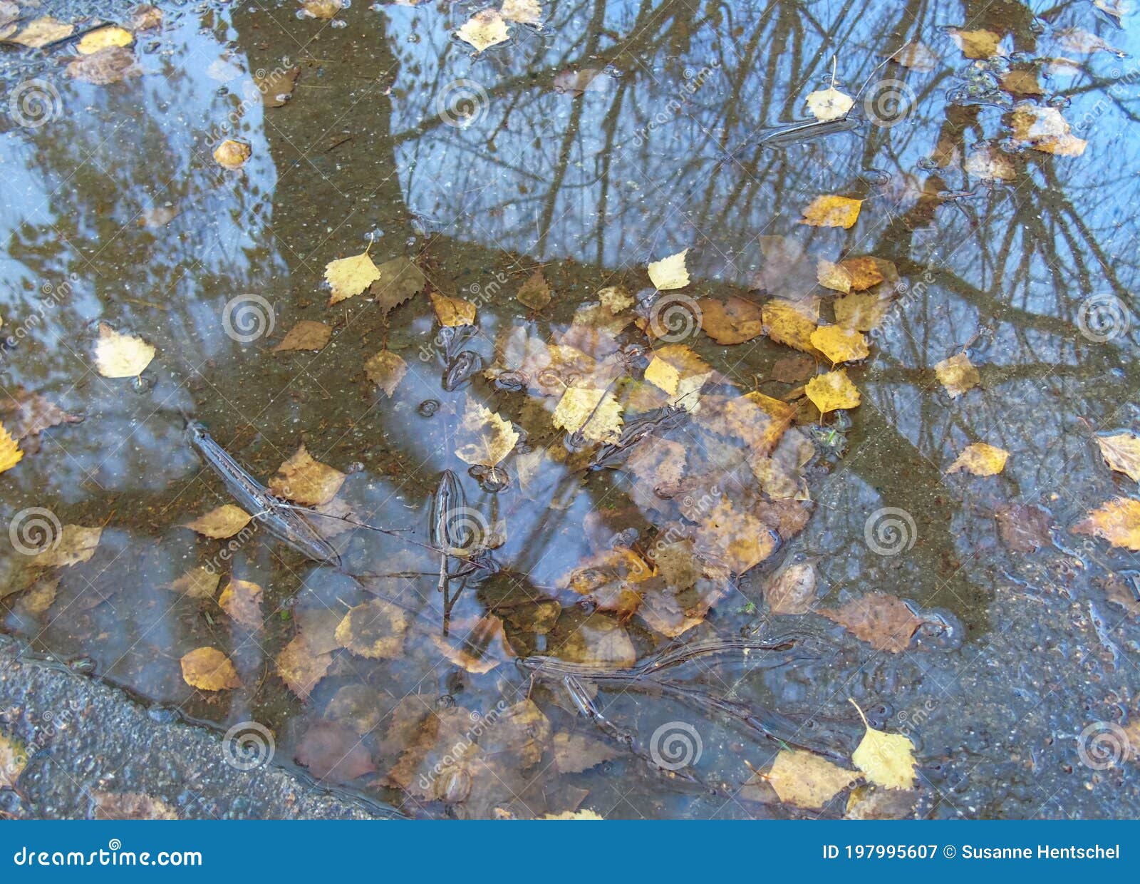Reflection of Tree and Leaves in a Puddle Stock Image - Image of ...