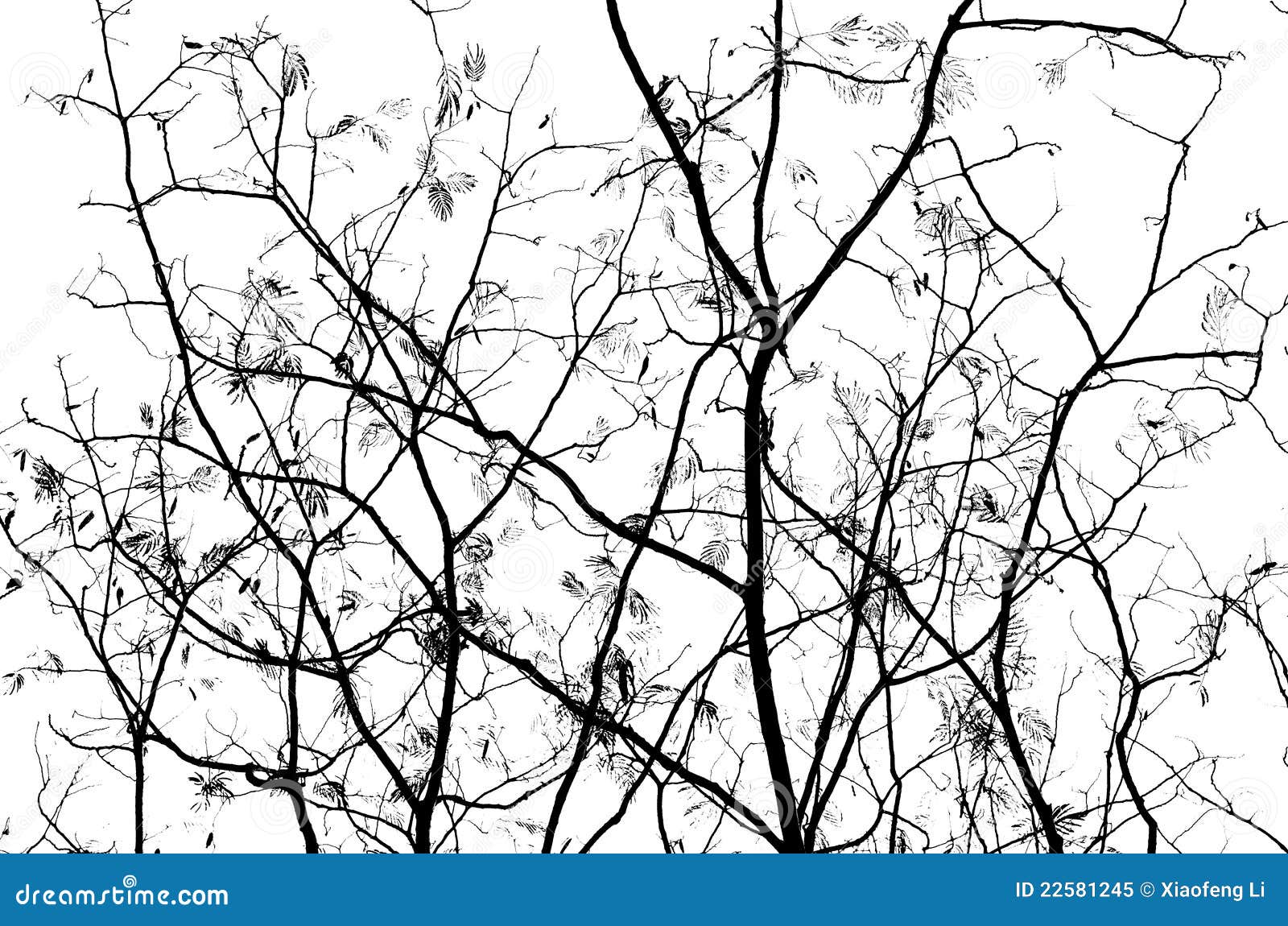 Abstract Pictures of Branches Stock Image - Image of abstract, nature ...