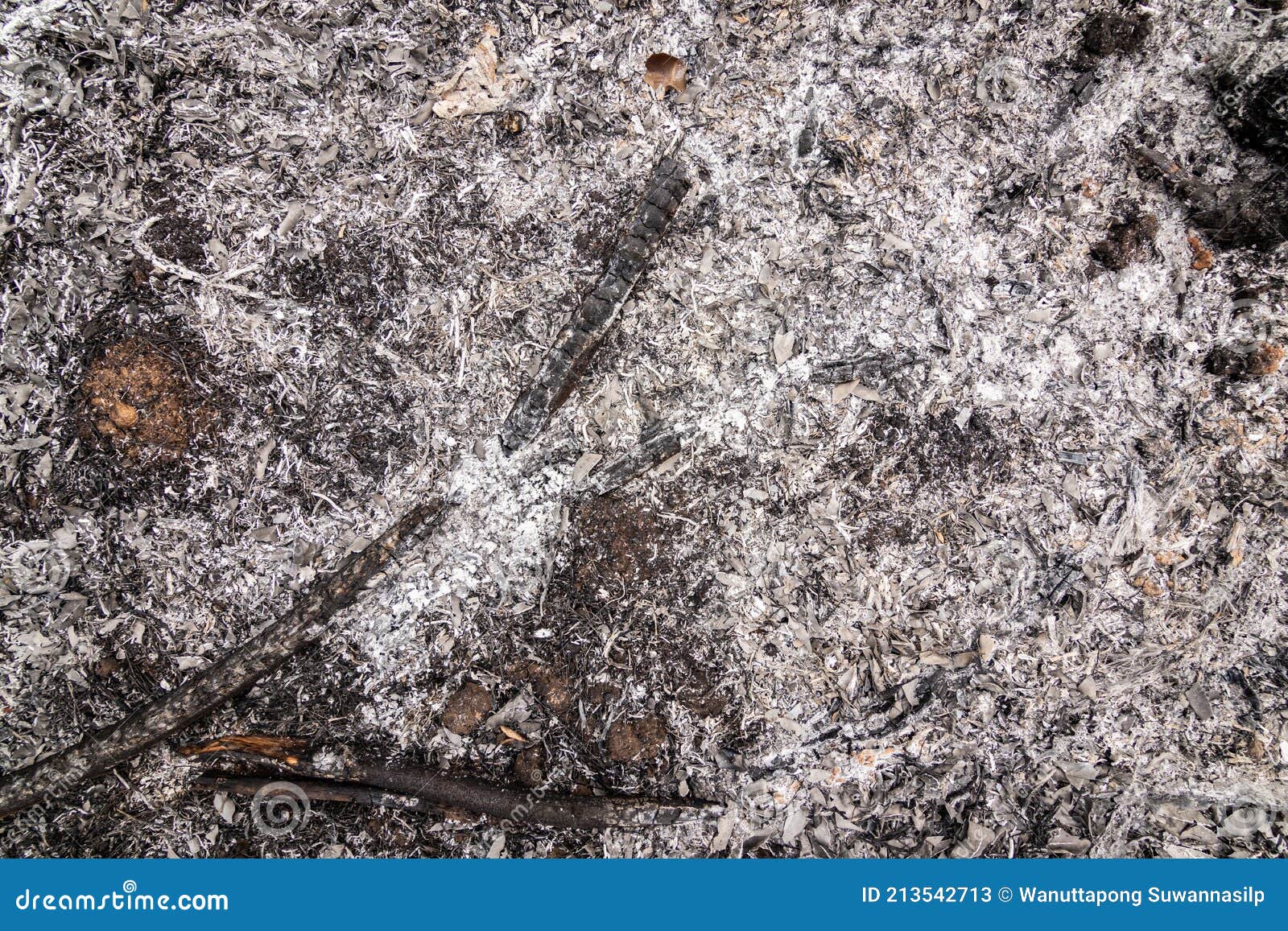 Abstract Pile of Ashes after the Fire Went Out. Burning Wood Ash ...