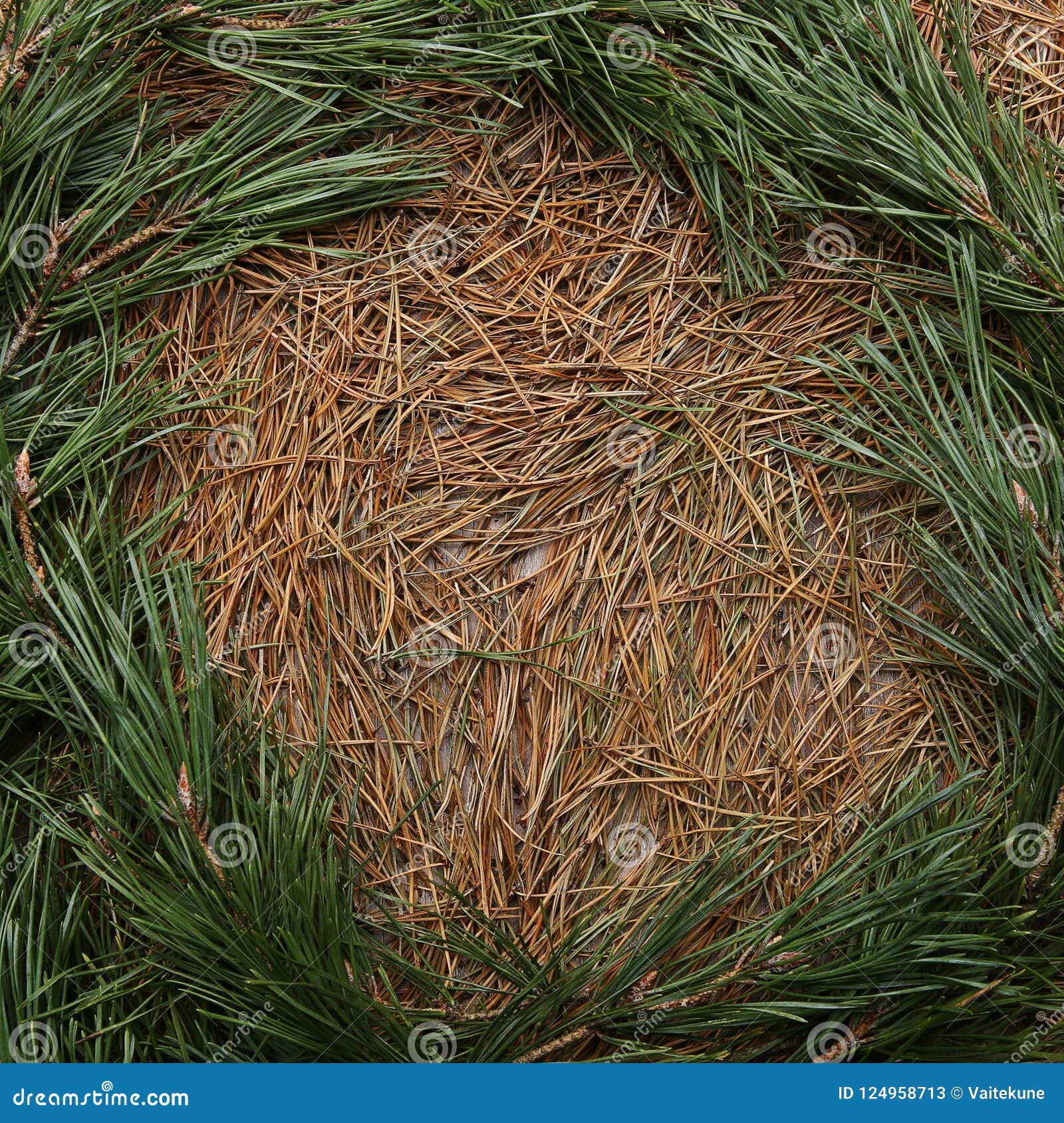 Dried Pine Needles Texture Background with Border of Green Pine ...