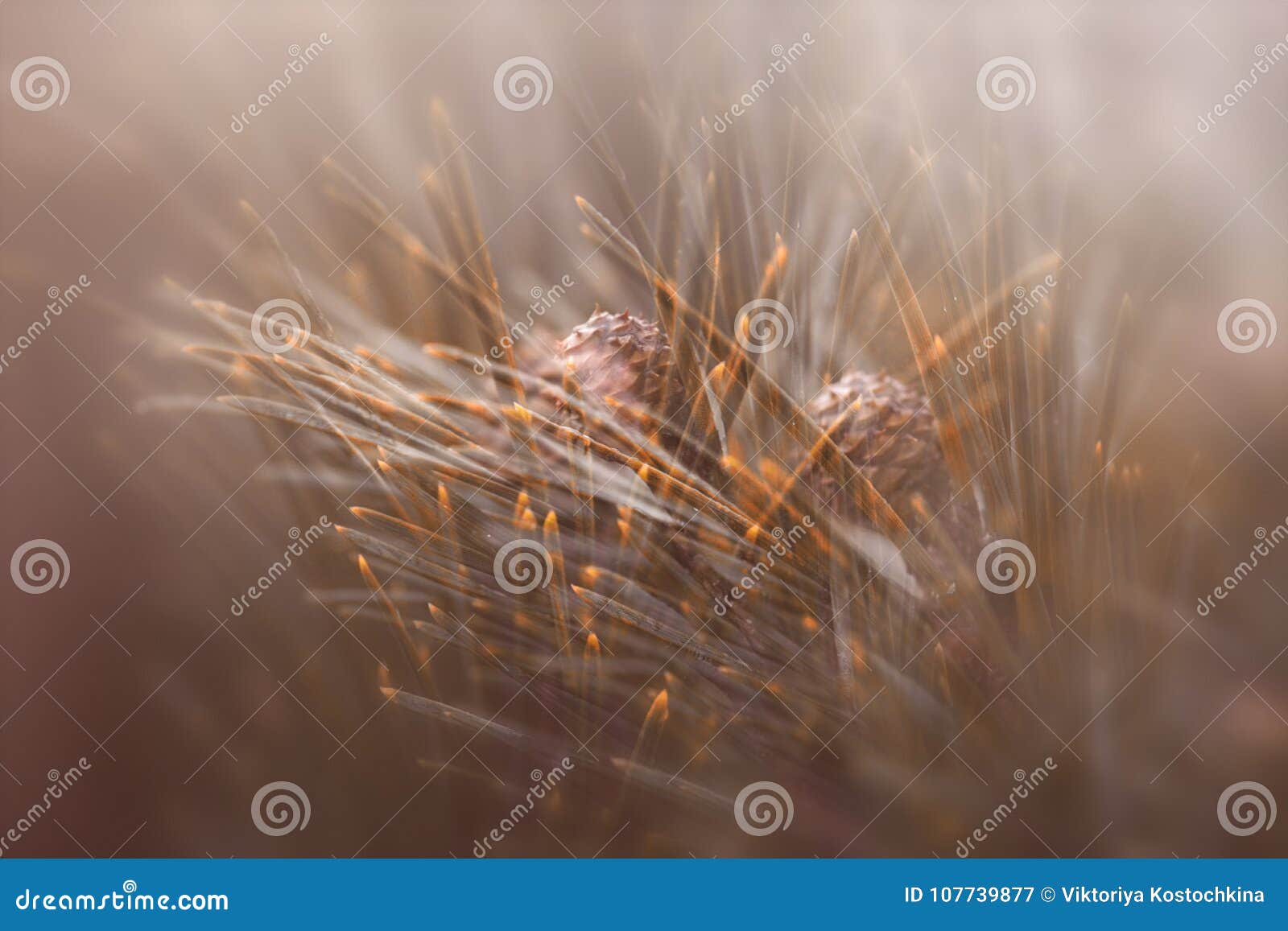 Abstract Pine Tree in Orange Stock Image - Image of pine, beauty: 107739877
