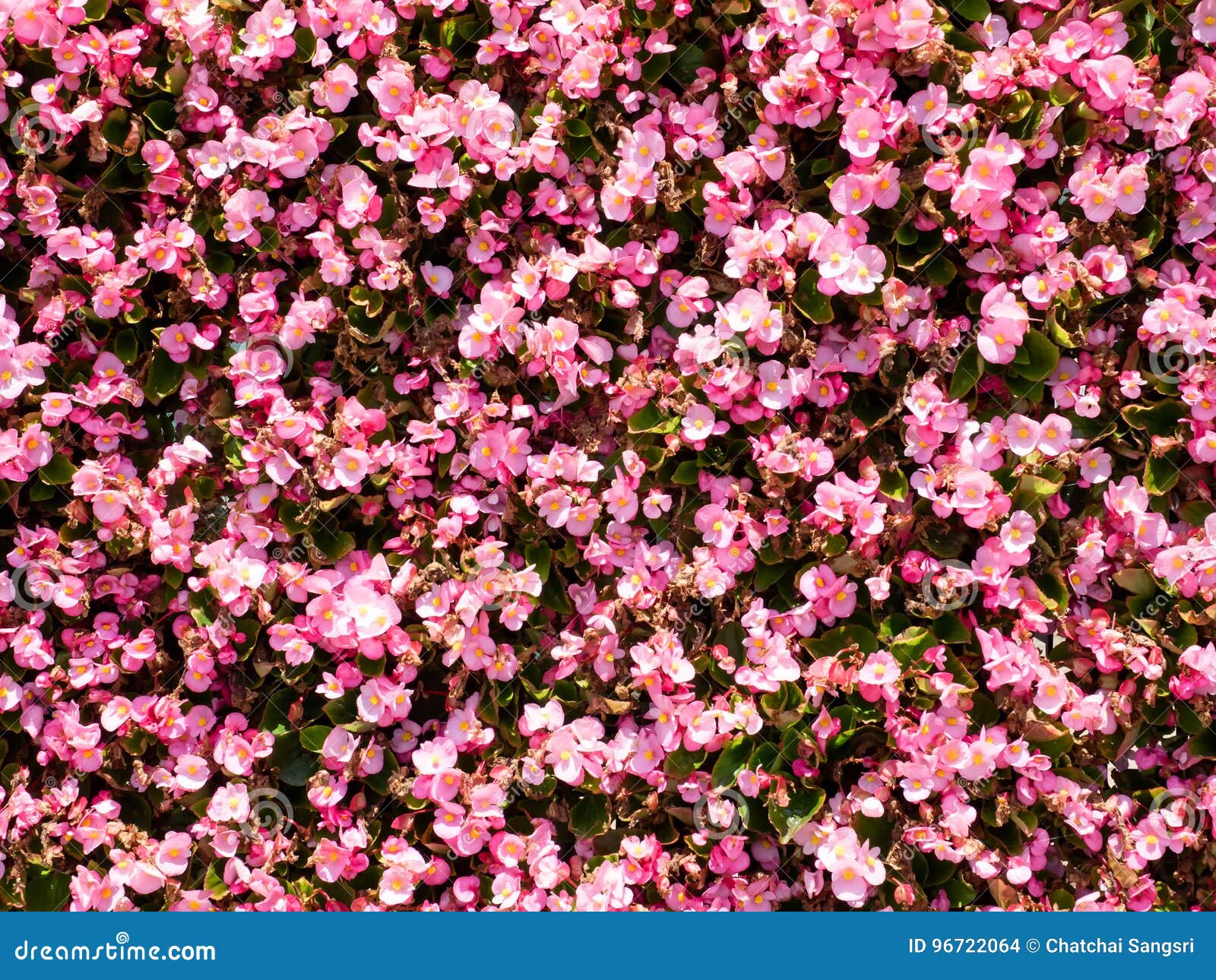 Abstract Pink Flower Background Stock Photo - Image of bloom, romantic ...