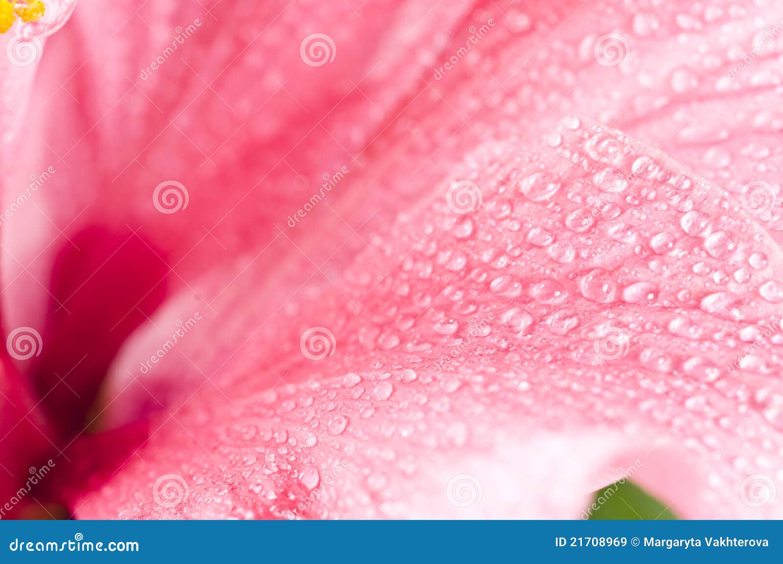 Abstract Petal Green Background Stock Photography | CartoonDealer.com ...