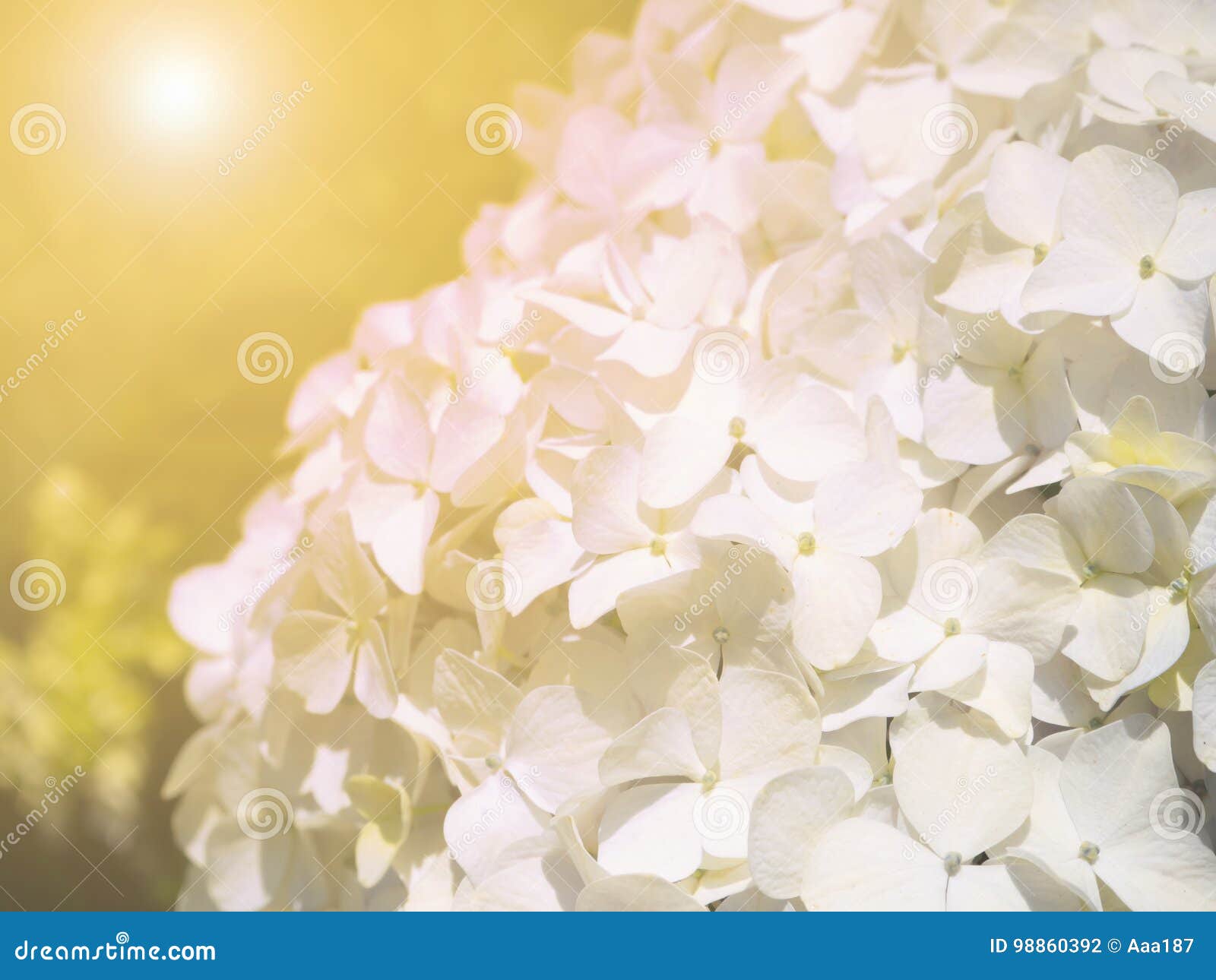 Abstract Pink Hydrangea Flower Stock Photo - Image of card, aged: 98860392