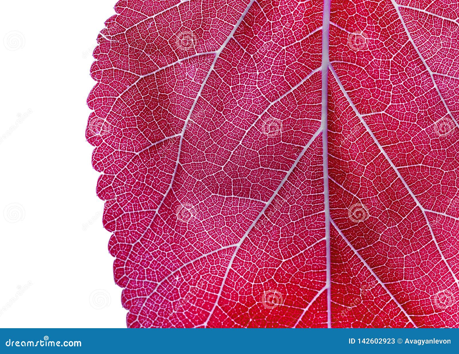 Pink Leaf Texture stock image. Image of detail, nature - 142602923