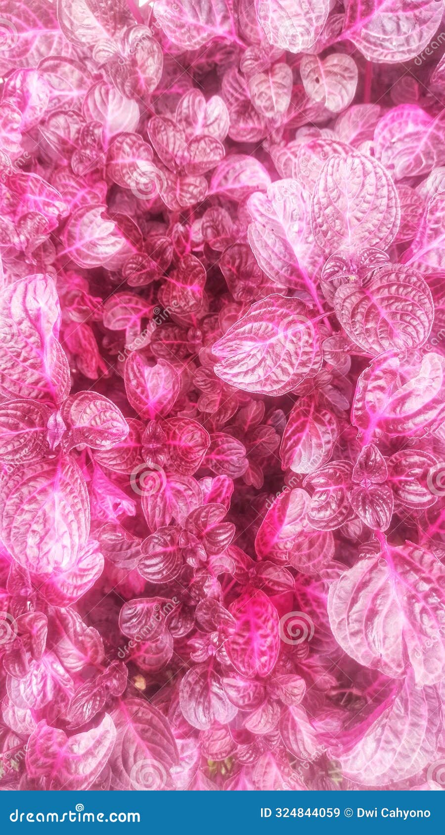 Abstract Pink Leaf Texture, Nature Background, Tropical Leaf Stock ...