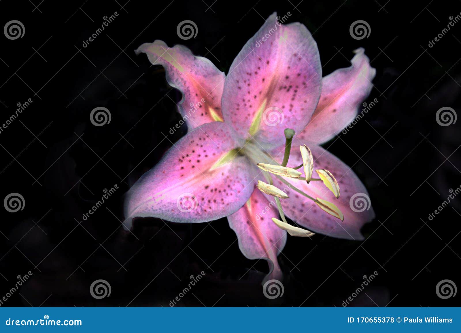 Abstract pink lily stock photo. Image of pink, lilily - 170655378