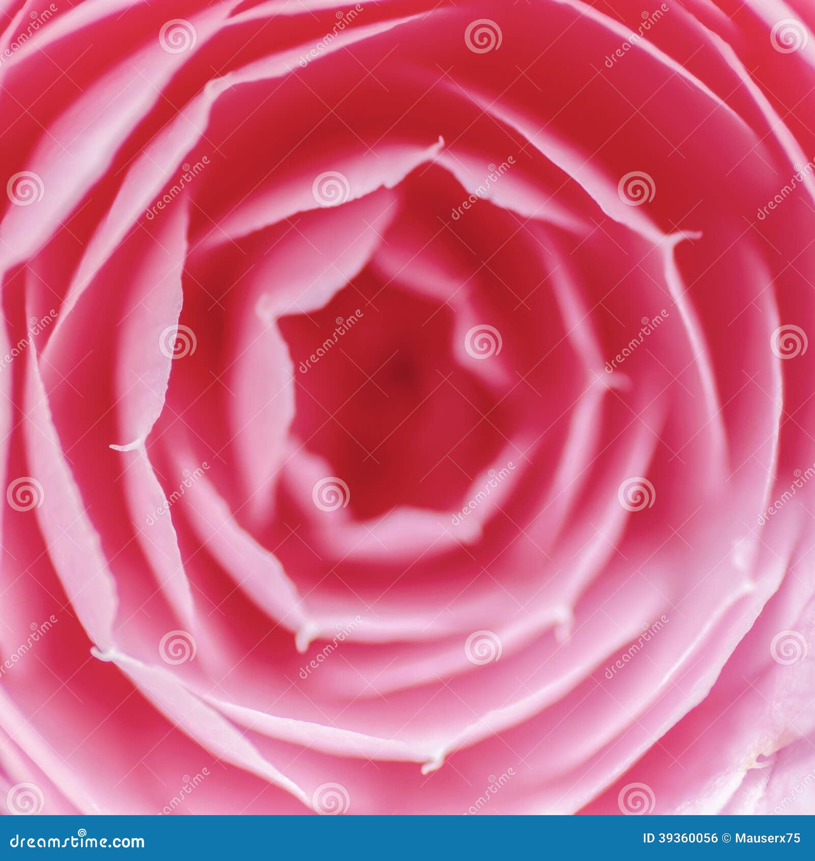Abstract Pink Rose stock photo. Image of love, amazing - 39360056