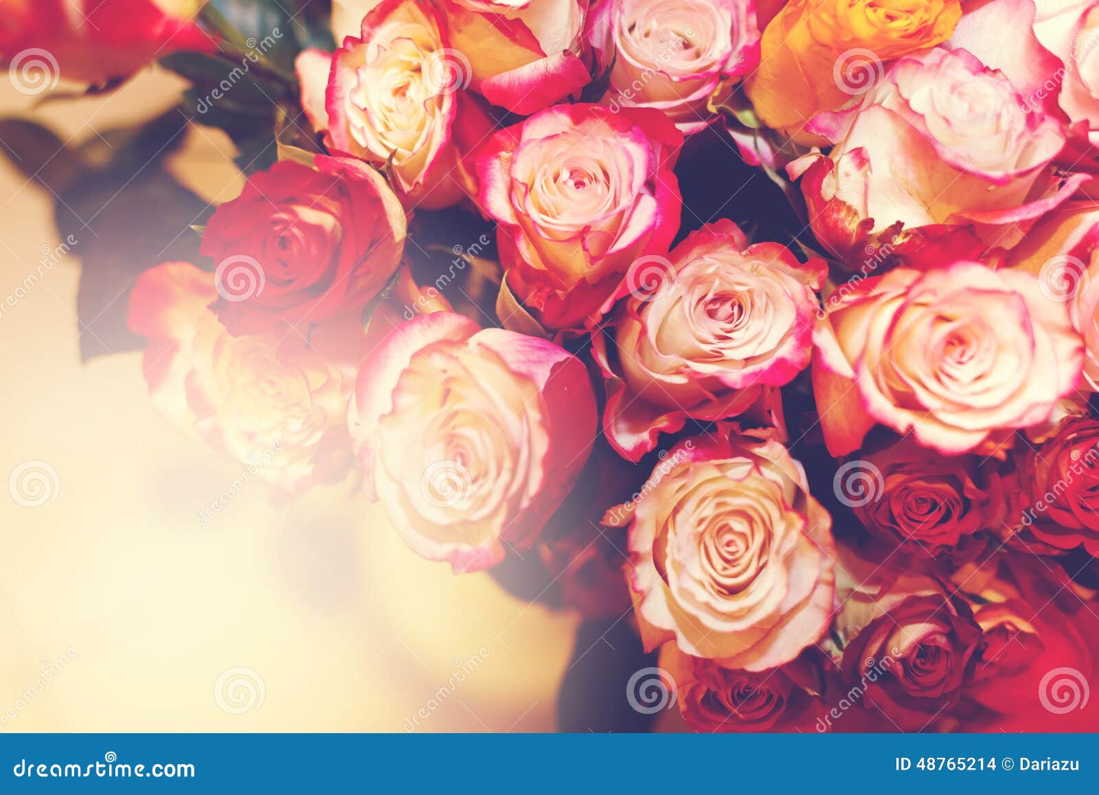 Abstract pink rose flowers stock photo. Image of chic - 48765214
