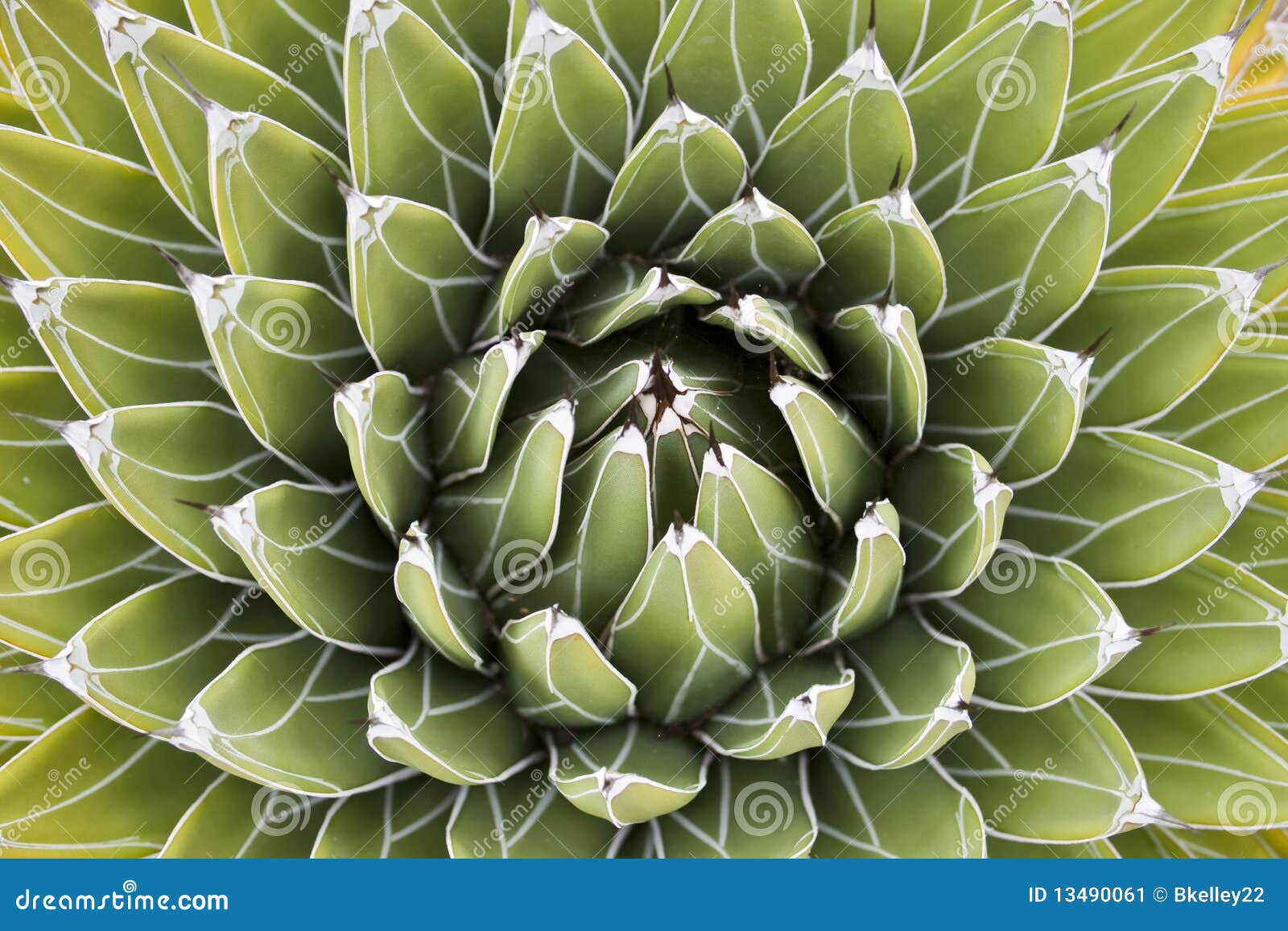 Abstract Plant stock image. Image of foliage, botanical - 13490061