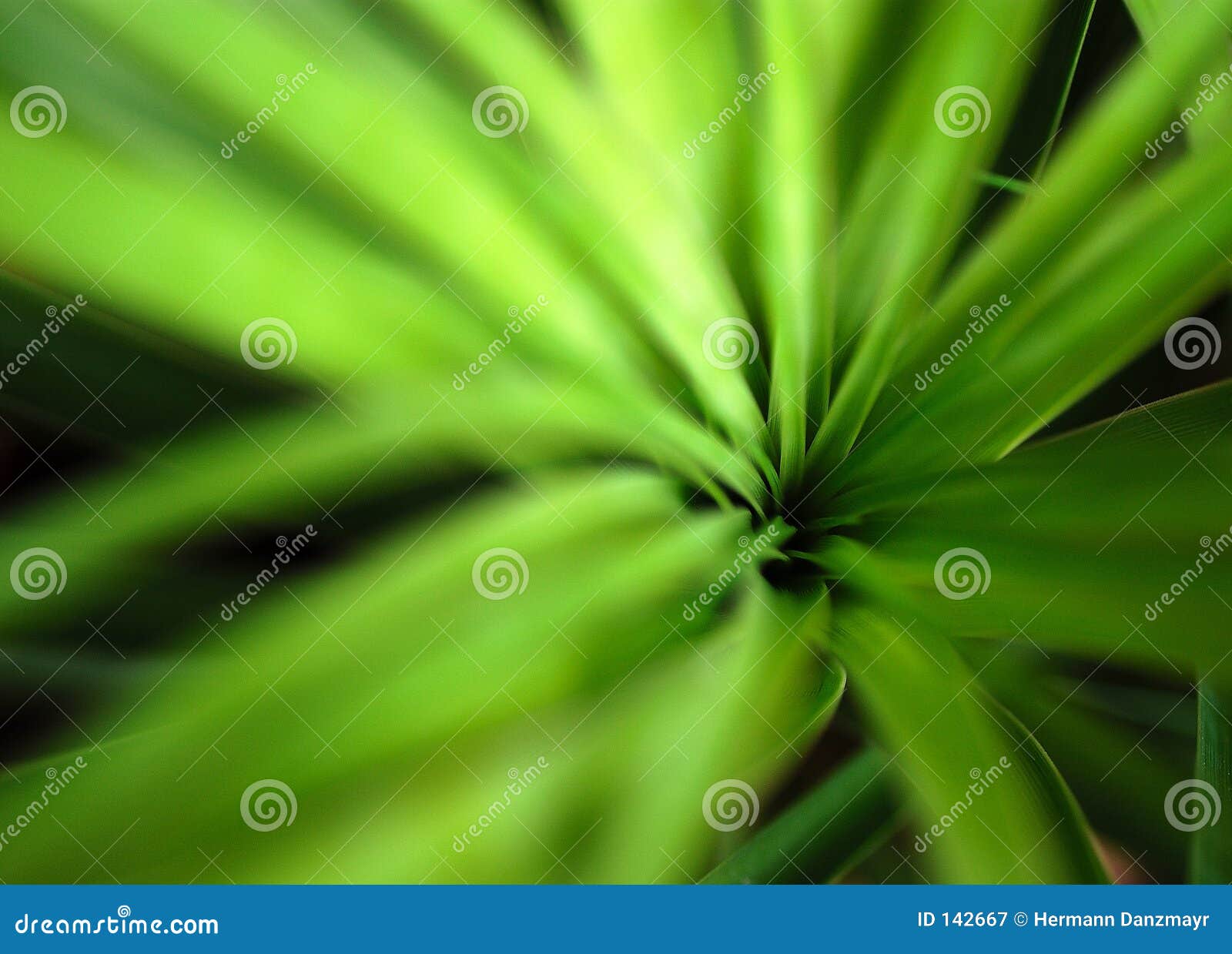 Abstract plant stock image. Image of nature, closeup, gardening - 142667
