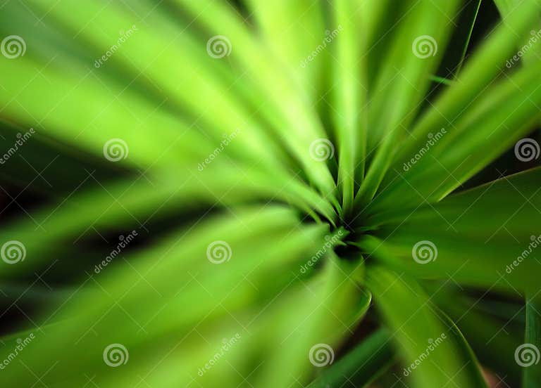 Abstract plant stock image. Image of nature, closeup, gardening - 142667