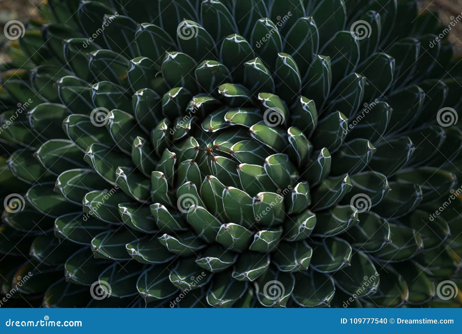 Abstract of Plant with Circular Pattern Stock Photo - Image of thorns ...