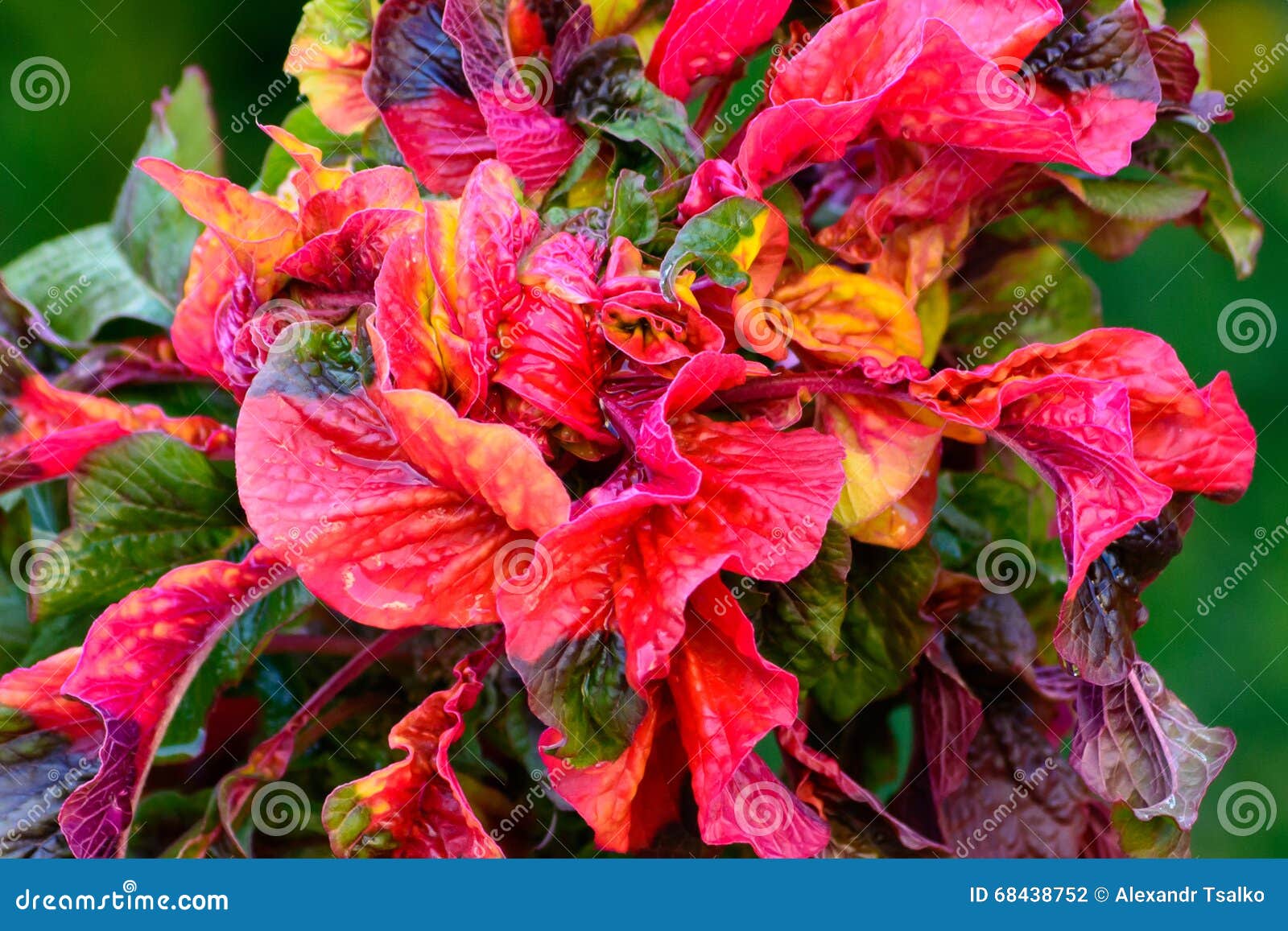 Abstract Plants with Colorful Leaves Stock Photo - Image of abstract ...