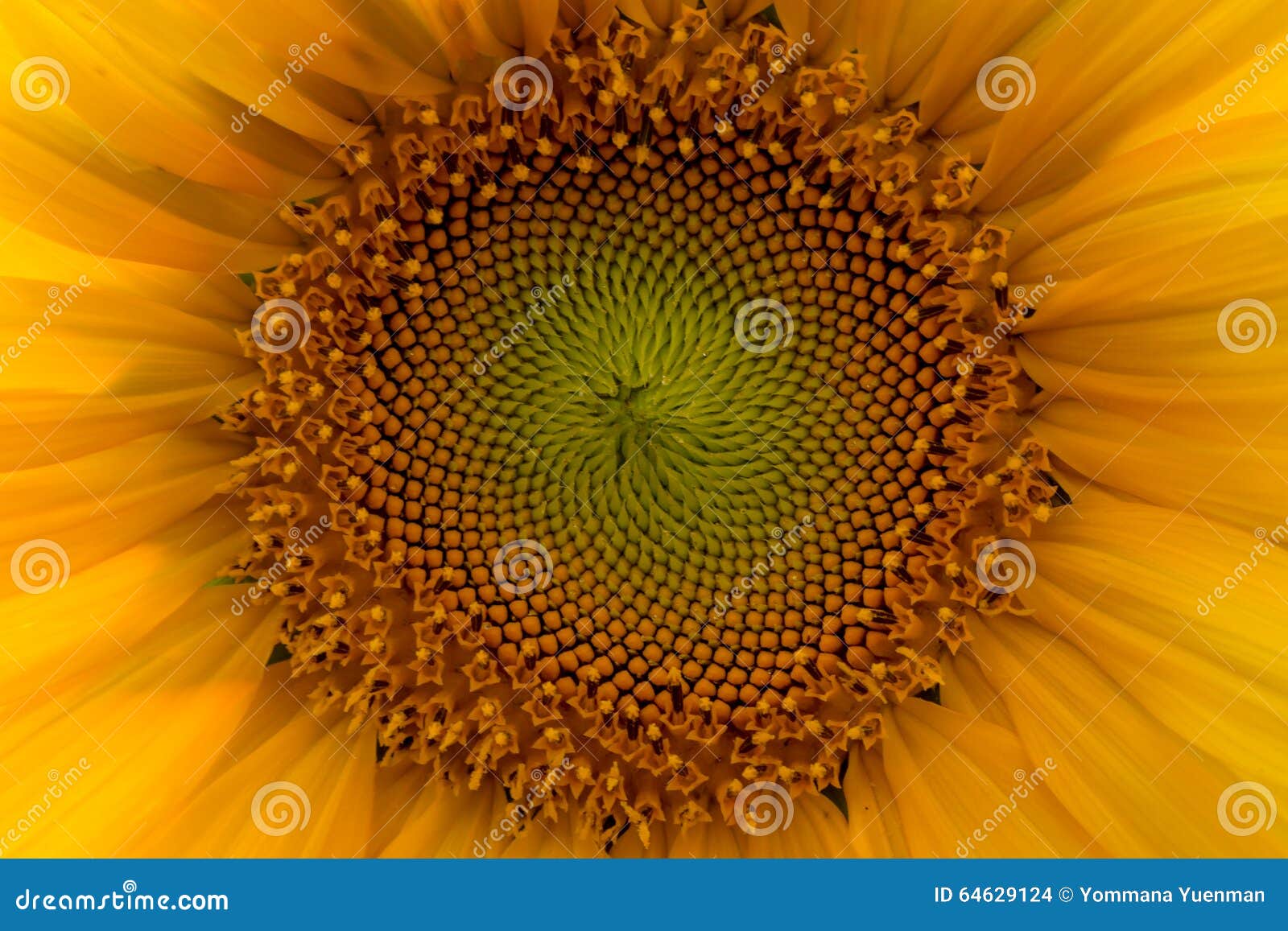 Abstract Pollen of Sunflower Stock Photo - Image of plant, agriculture ...