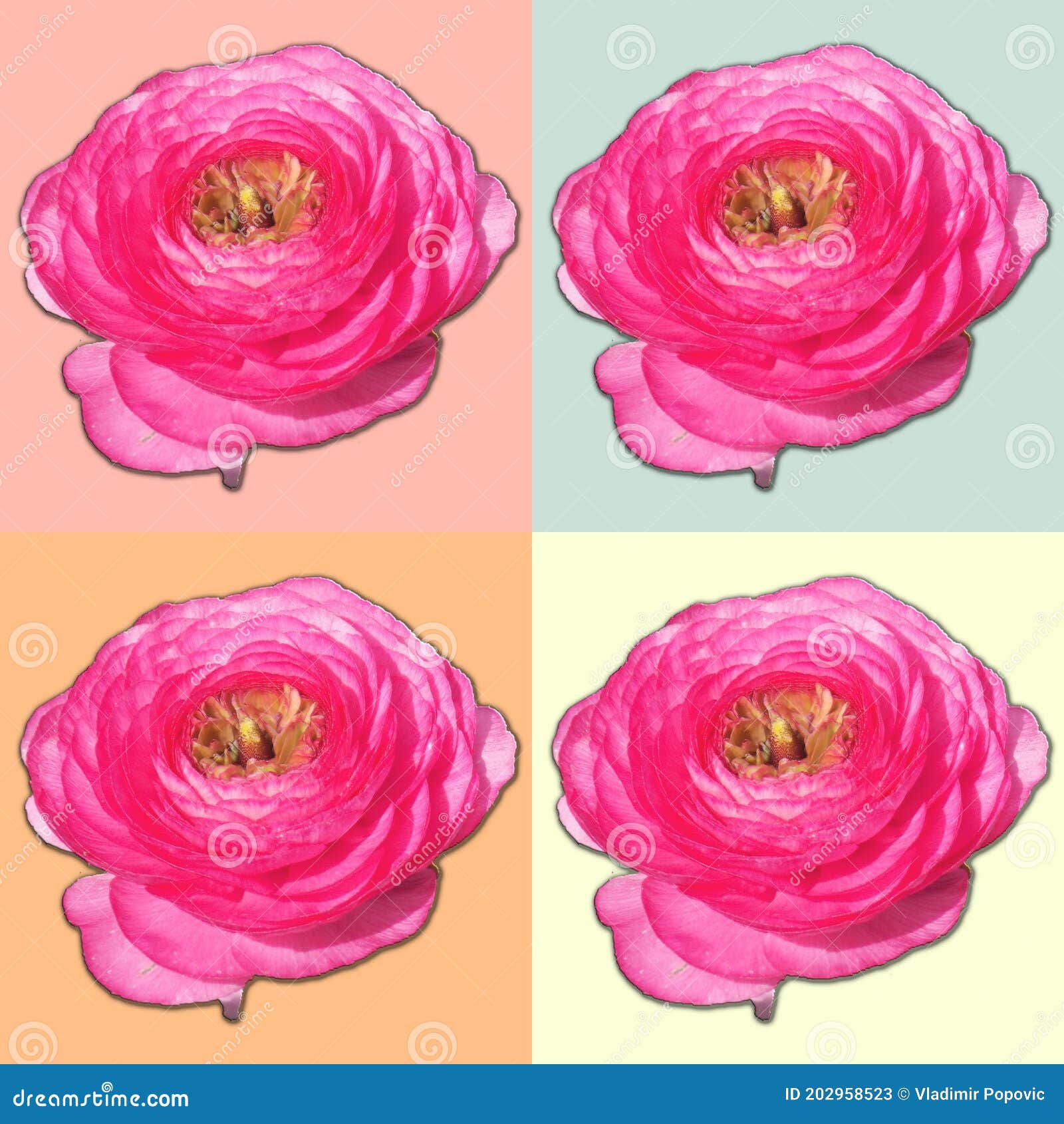 Abstract Pop Art Flower in Various Colors Stock Image - Image of ...