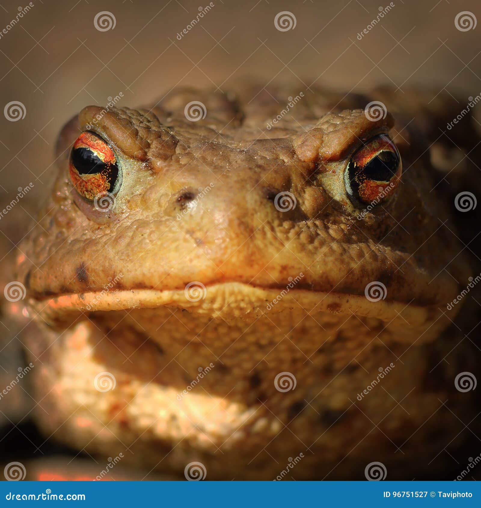 Abstract Portrait of Common Brown Frog Stock Image - Image of european ...