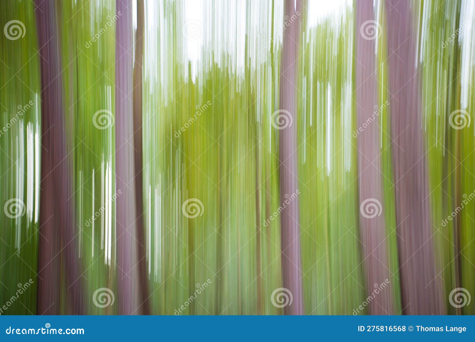 An Abstract Presentation of Trees in a Forest in the Spring Stock Photo ...