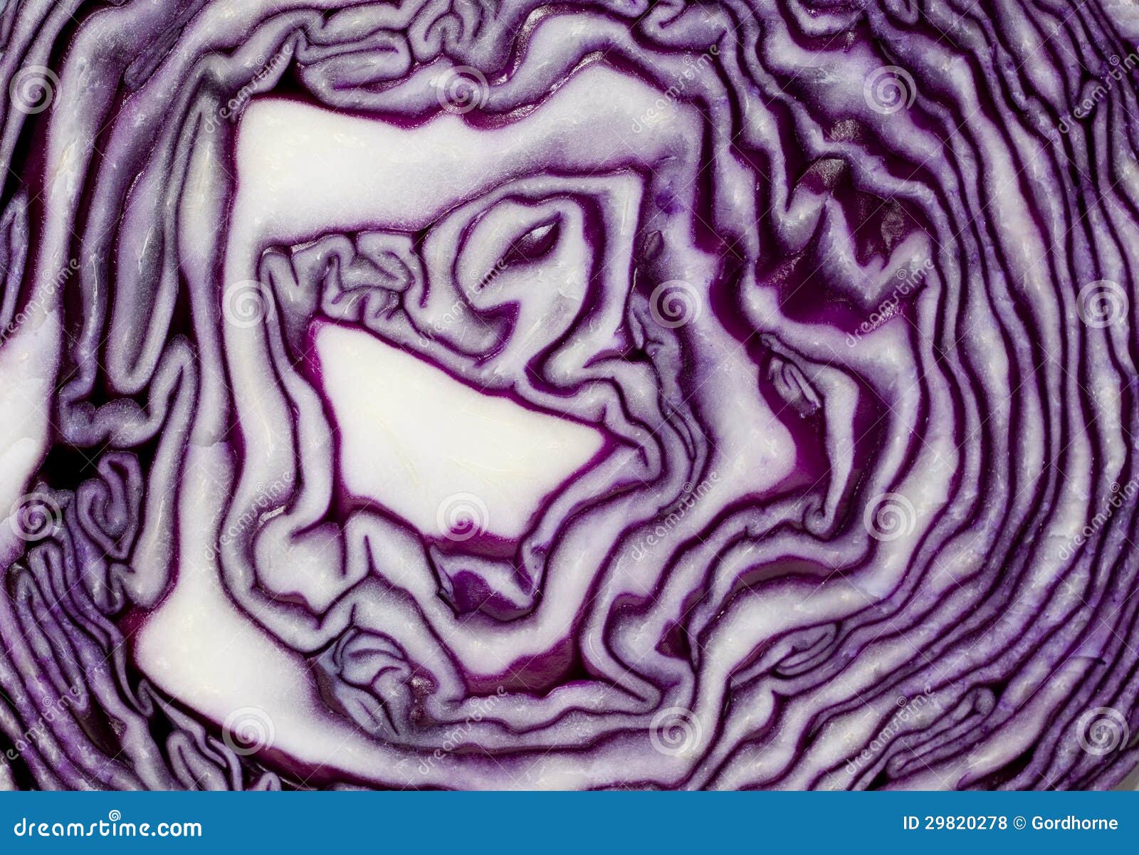 Purple Cabbage Background stock photo. Image of grocery - 29820278