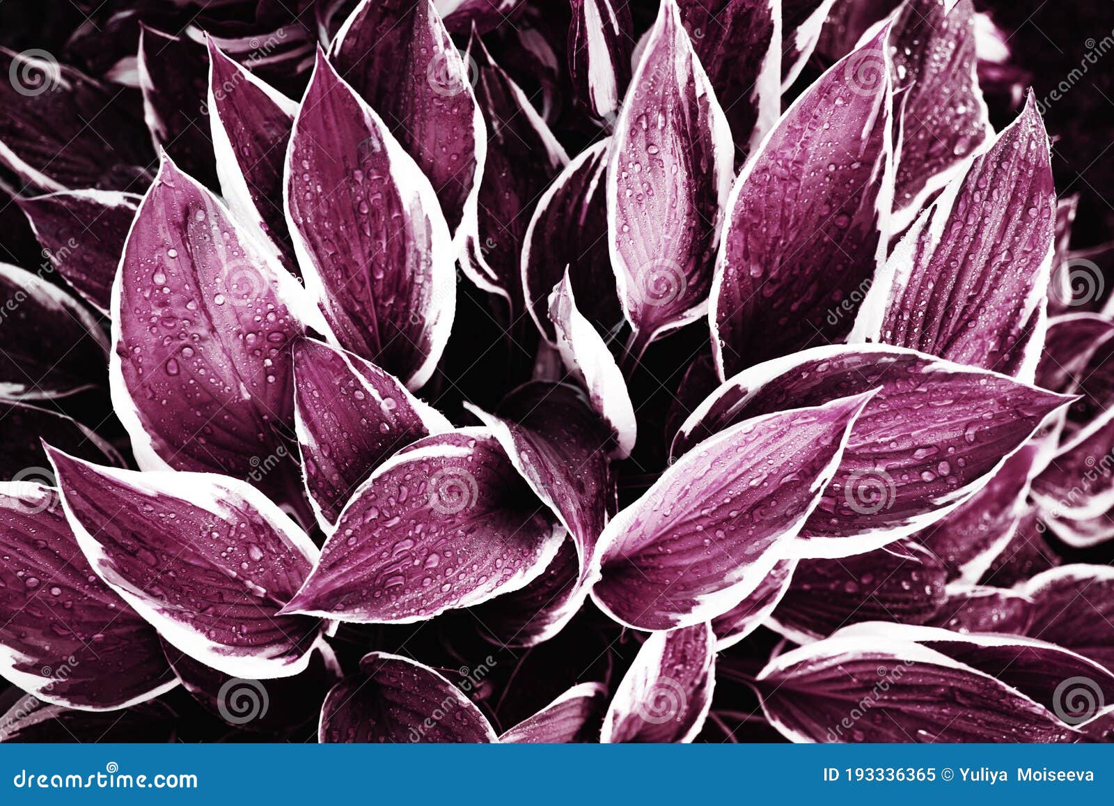 Abstract Purple Leaves Texture Stock Image - Image of multicolored ...