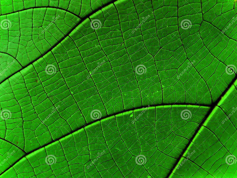 Abstract Rain Forest stock photo. Image of texture, colorful - 407608