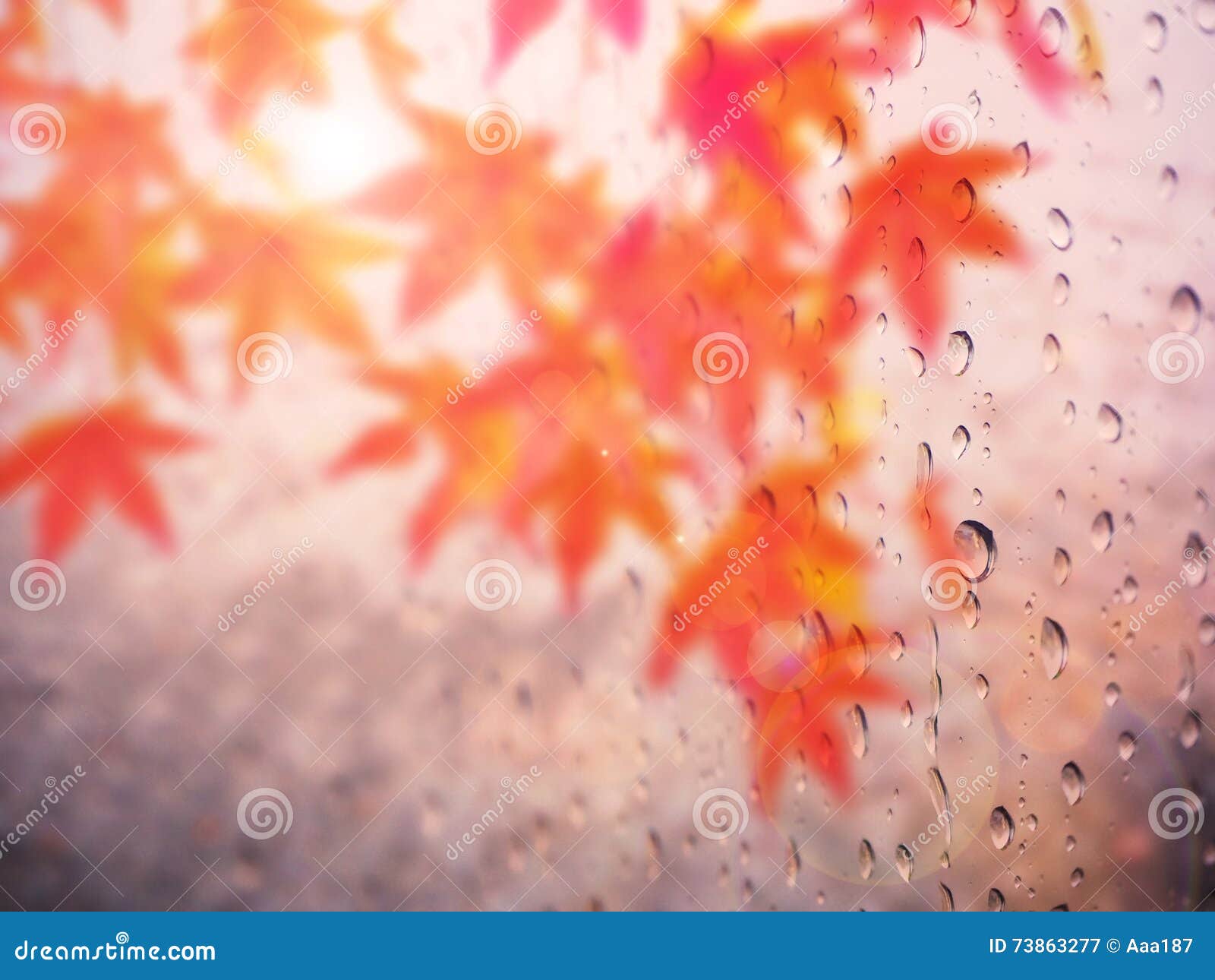 Abstract Raindrop on Autumn Leave Stock Image - Image of autumn, fall ...