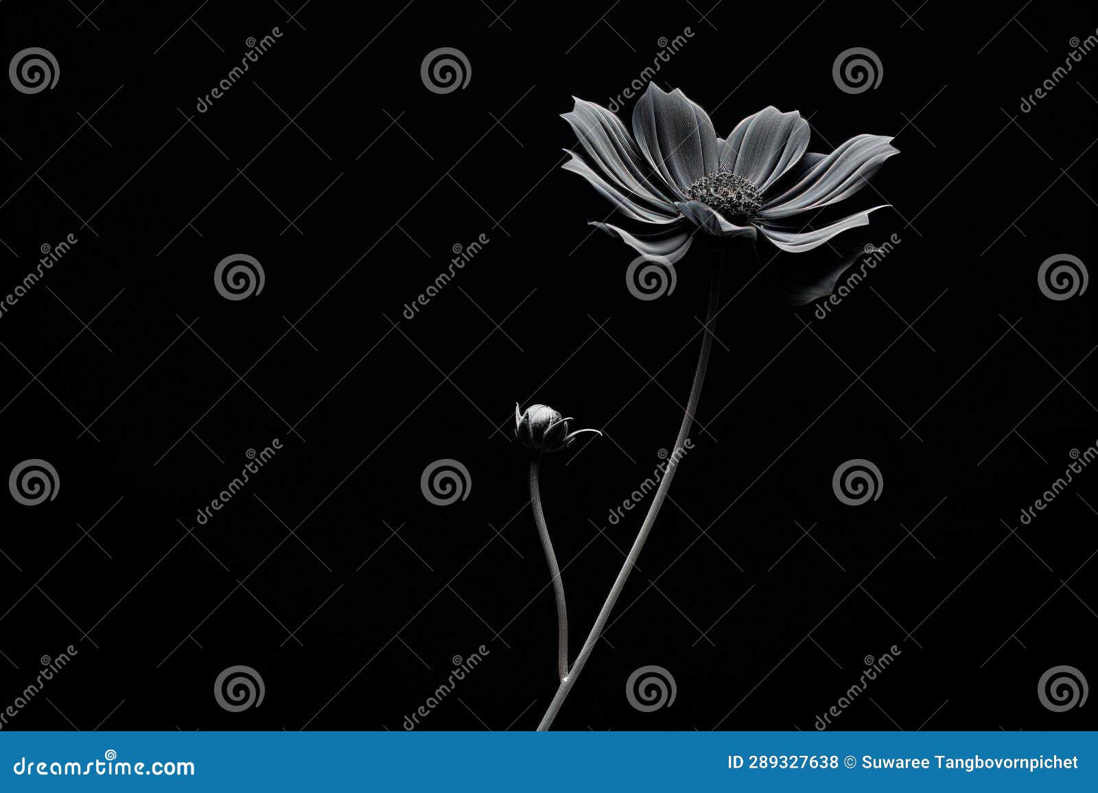 Abstract Random Art Flower Curve Line Concept Empty Background Stock ...