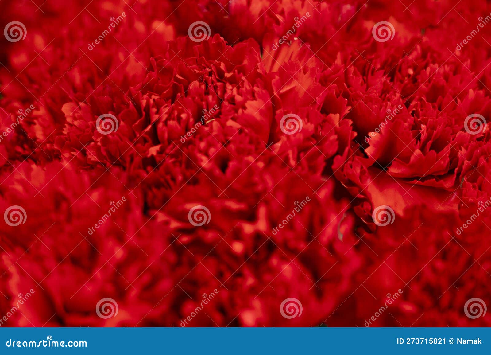 Abstract Red Background from Red Carnations. Stock Image - Image of ...