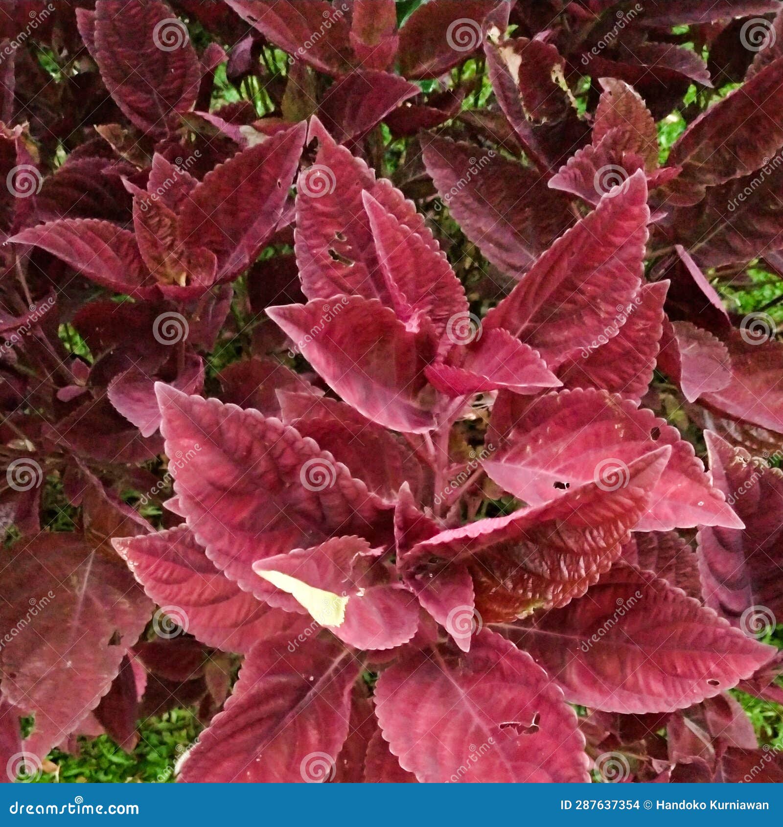 Abstract Red Leaves Pattern from Garden. Stock Photo - Image of pattern ...