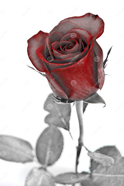 Abstract Red Rose with Grey Leaves Stock Photo - Image of holiday ...