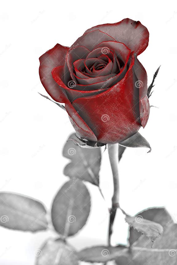 Abstract Red Rose with Grey Leaves Stock Photo - Image of holiday ...