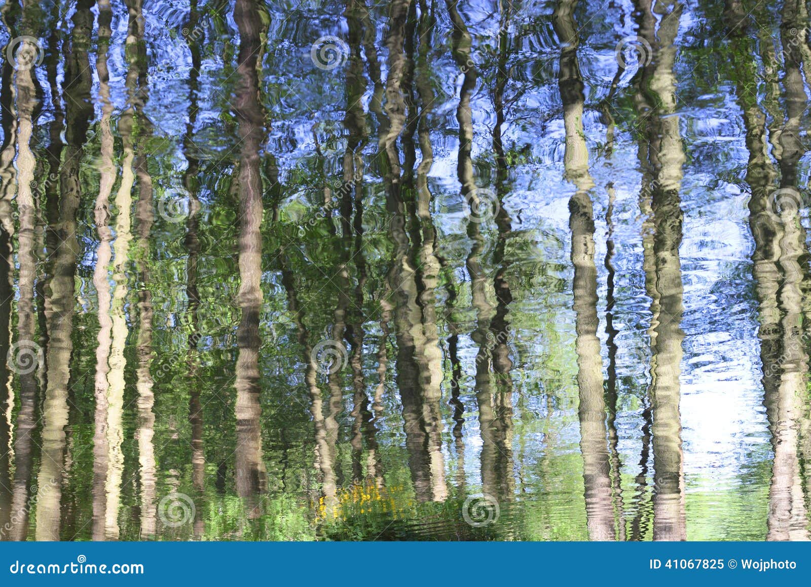 Abstract Reflection of Forest Trees in Water Stock Image - Image of ...