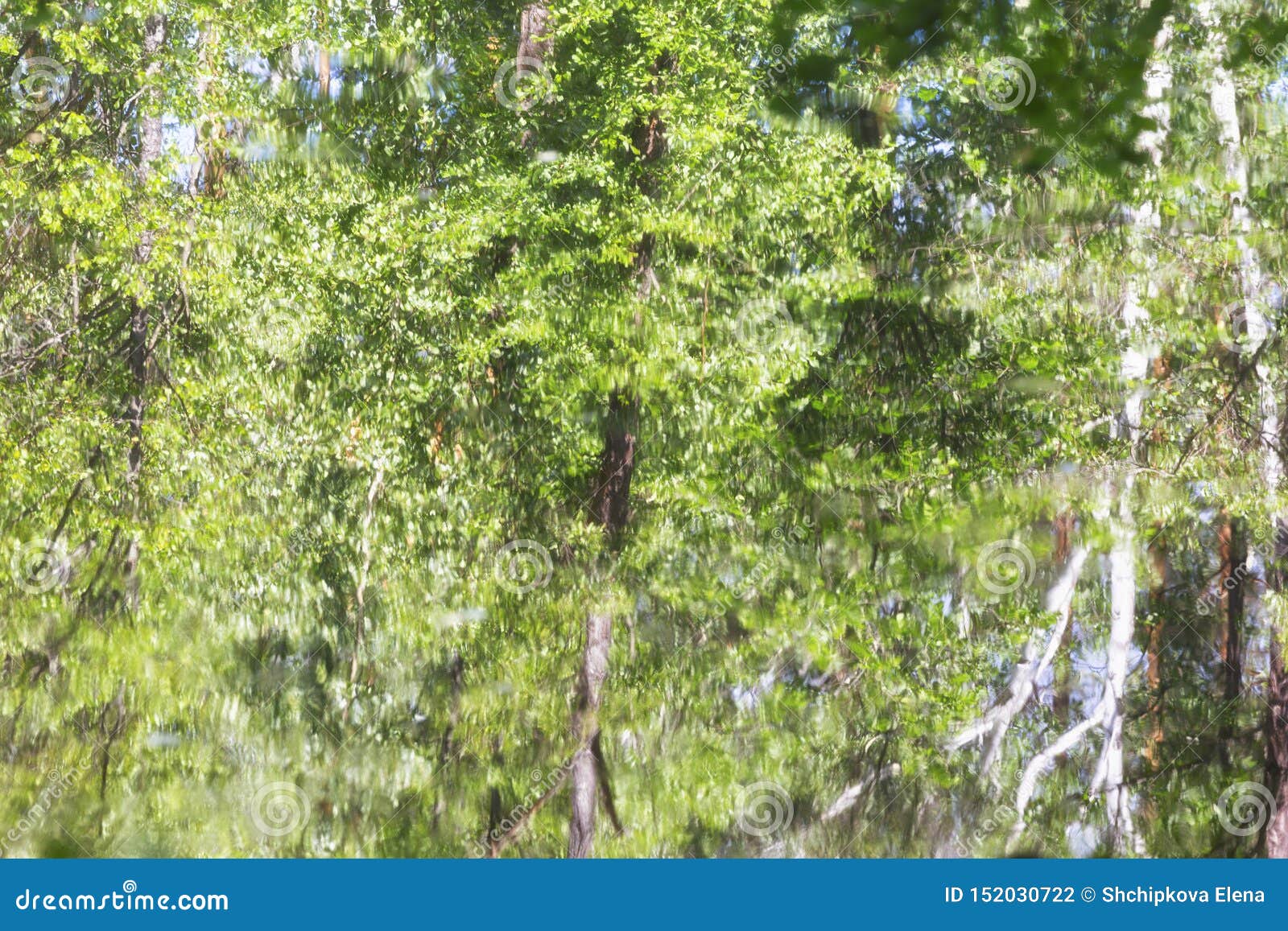 Reflection of Trees in Water Stock Photo - Image of outdoor, park ...
